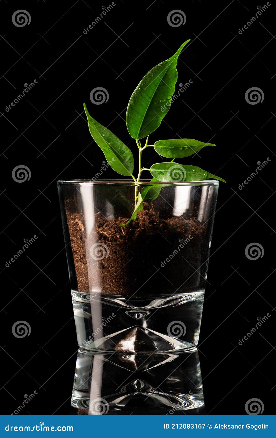 Plant Planted in a Glass on a Black Background Stock Image - Image of ...