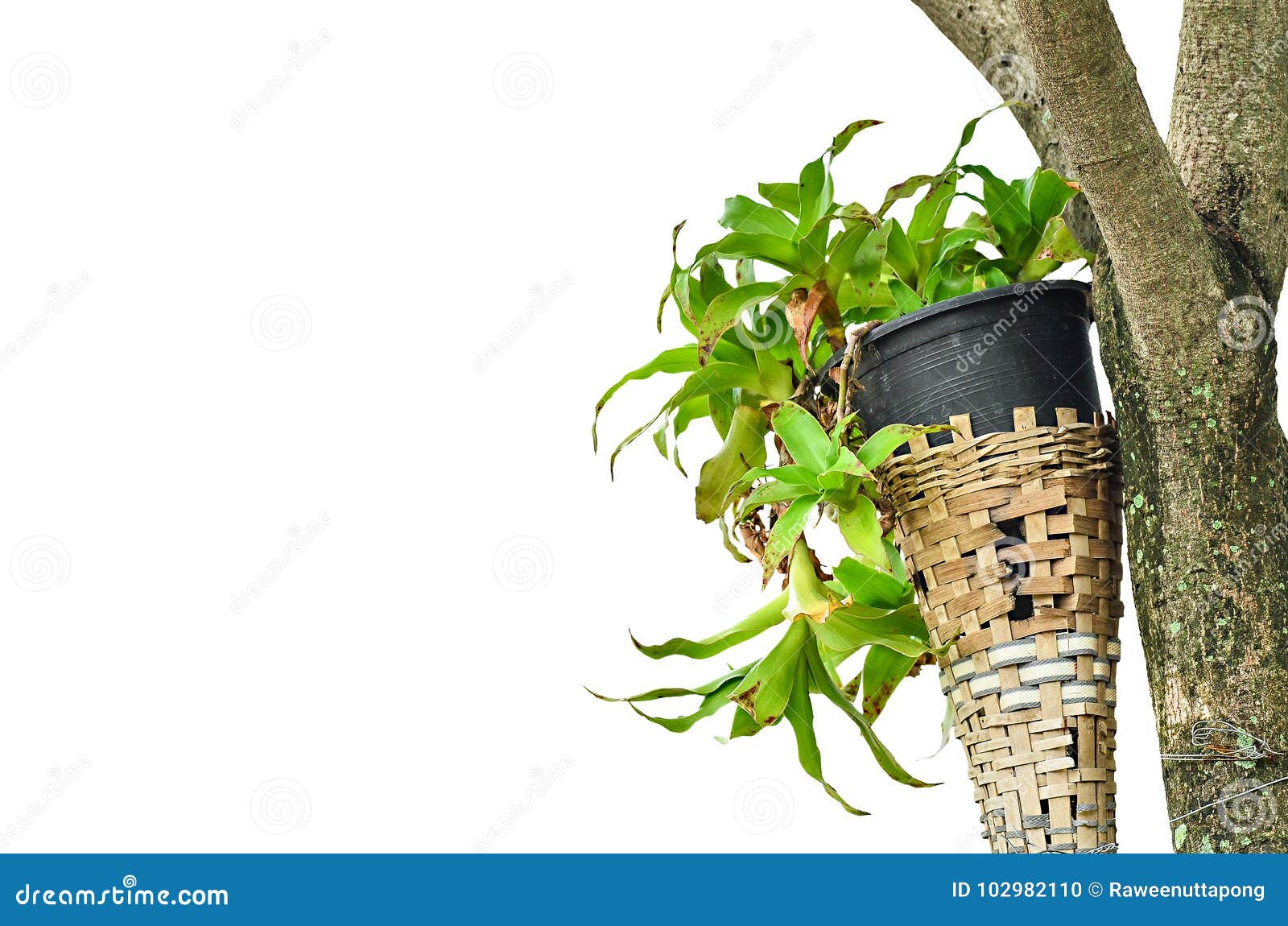 Plant in Plastic Pot Hang on Tree Stock Photo - Image of decoration ...