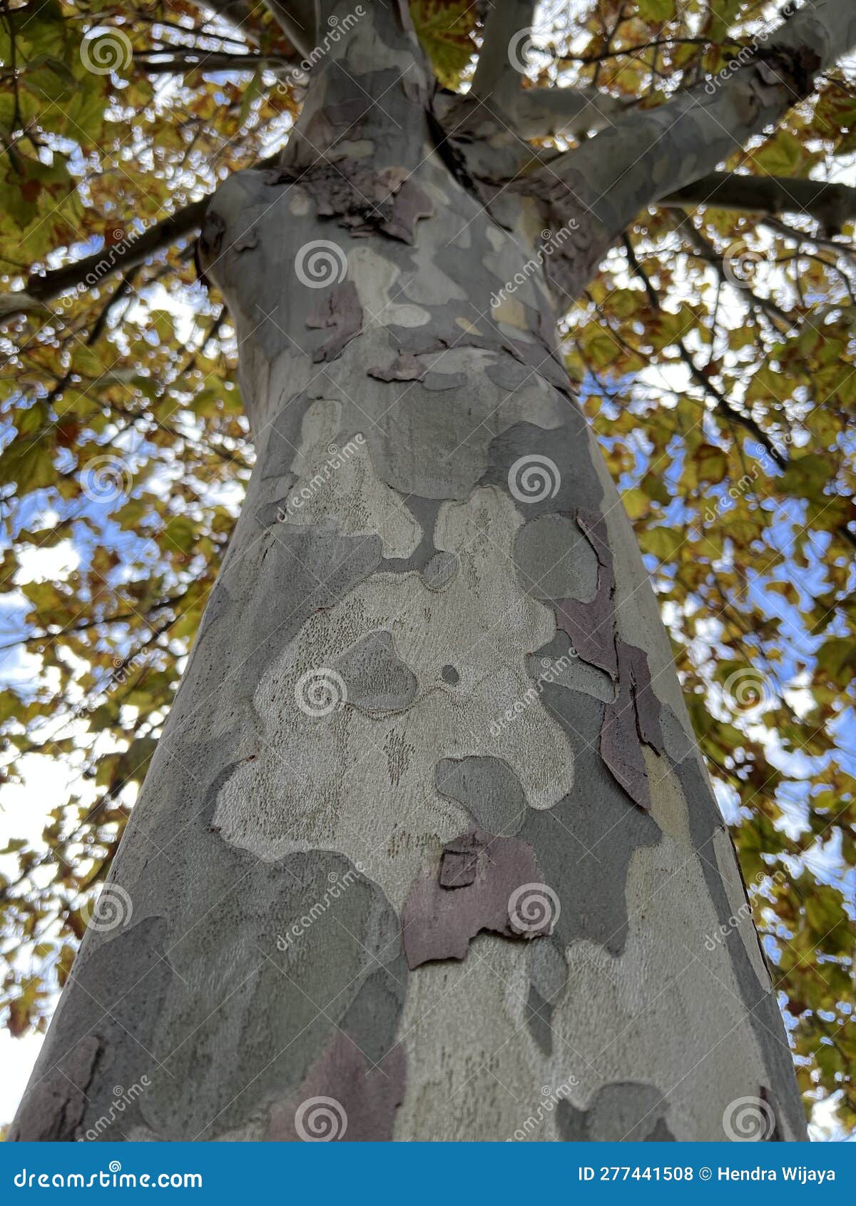Plant - Platanus tree stock photo. Image of green, surface - 277441508