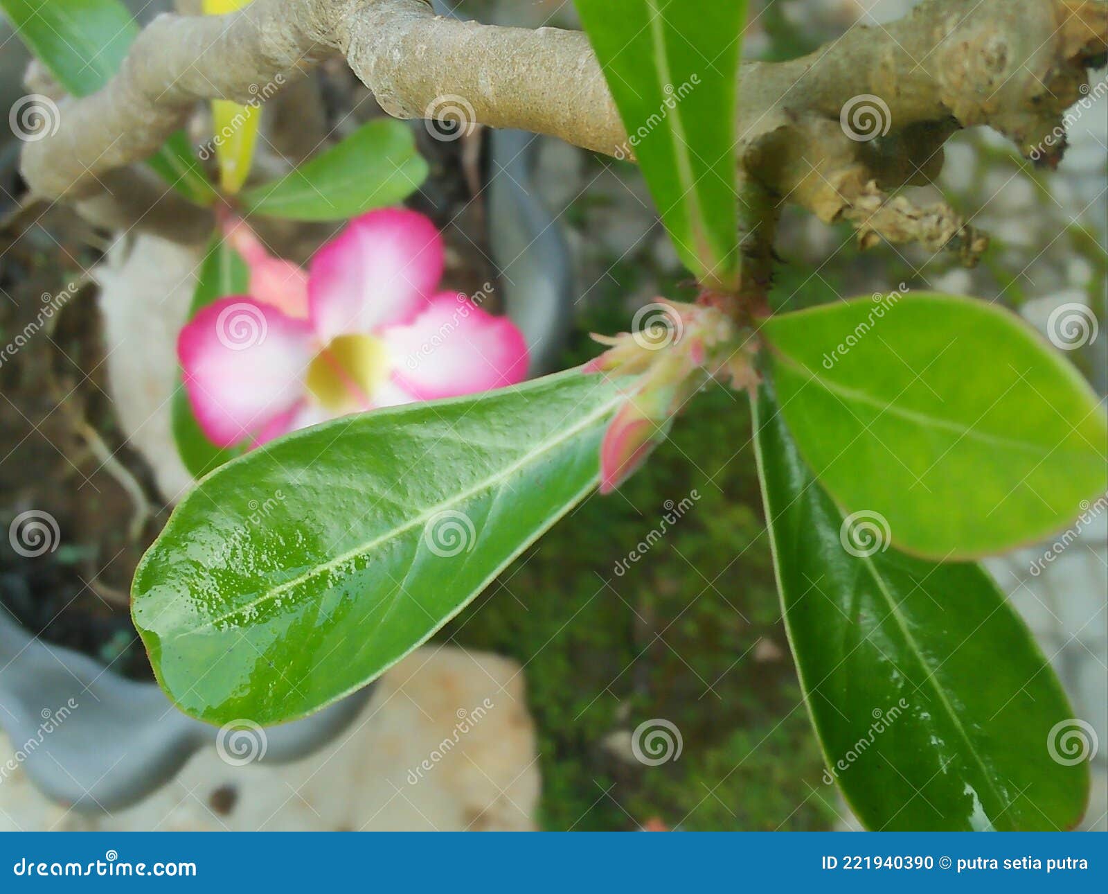 Plant plower garden stock photo. Image of shrub, plant - 221940390