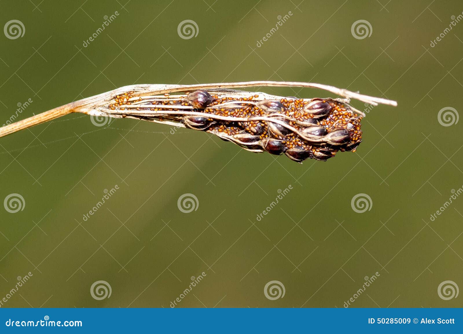 Plant Portrait Rush Seed Head in Winter Stock Image - Image of portrait ...