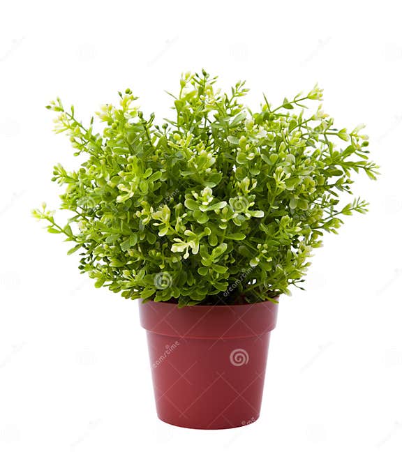 Plant pot stock image. Image of isolated, fresh, growth - 15962987