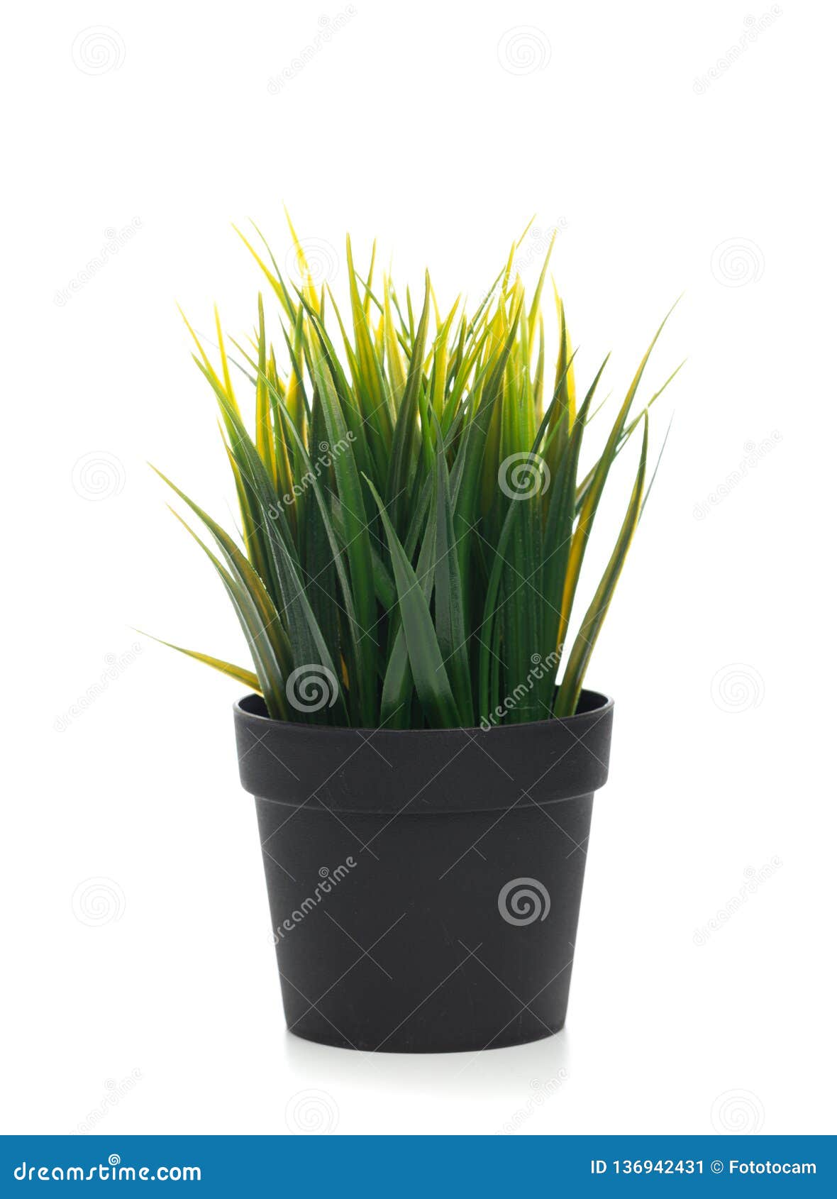 Plant in the Pot Isolated on White Stock Image - Image of flowerpot ...