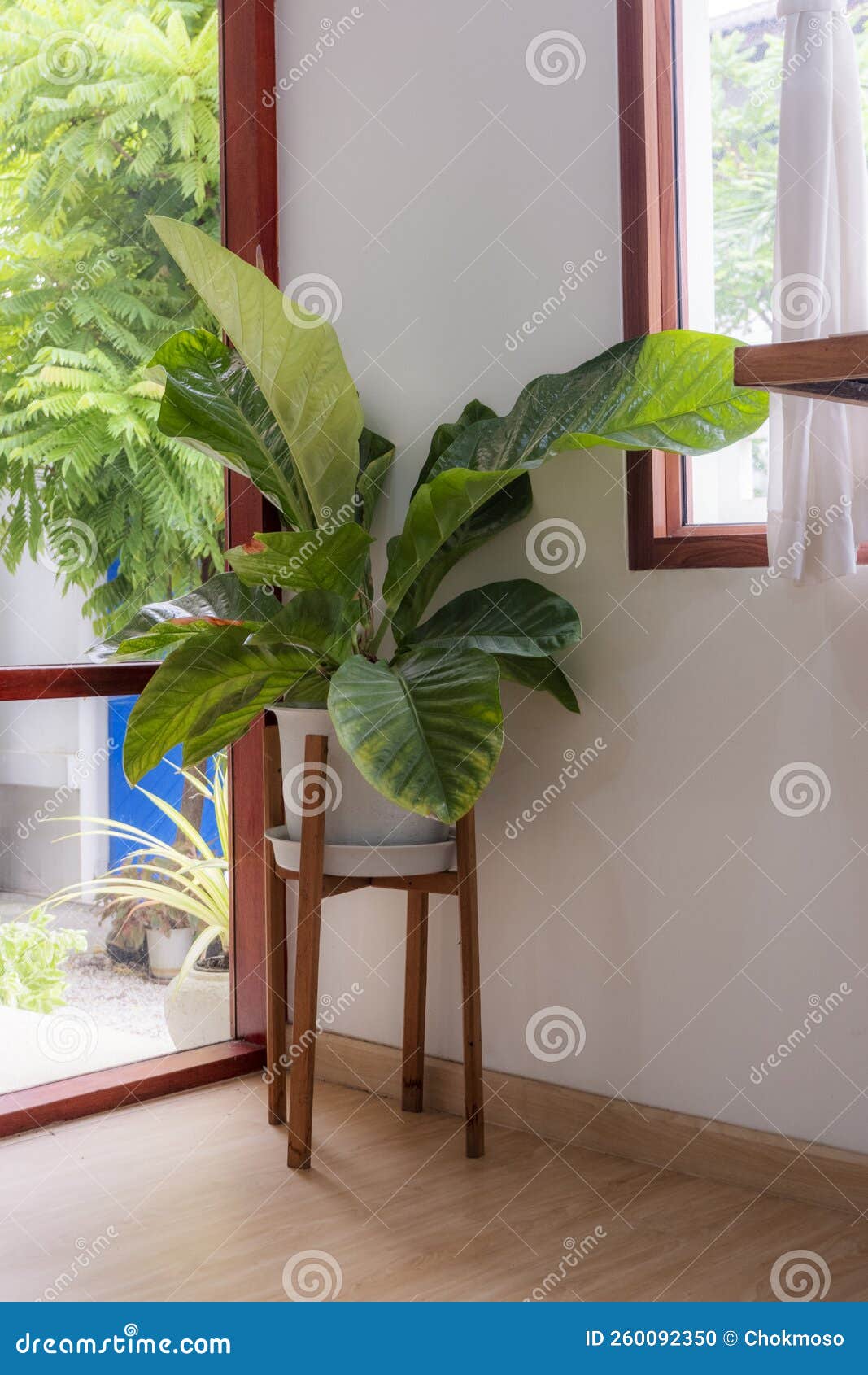 The plant pot stock photo. Image of home, beauty, leaf - 260092350