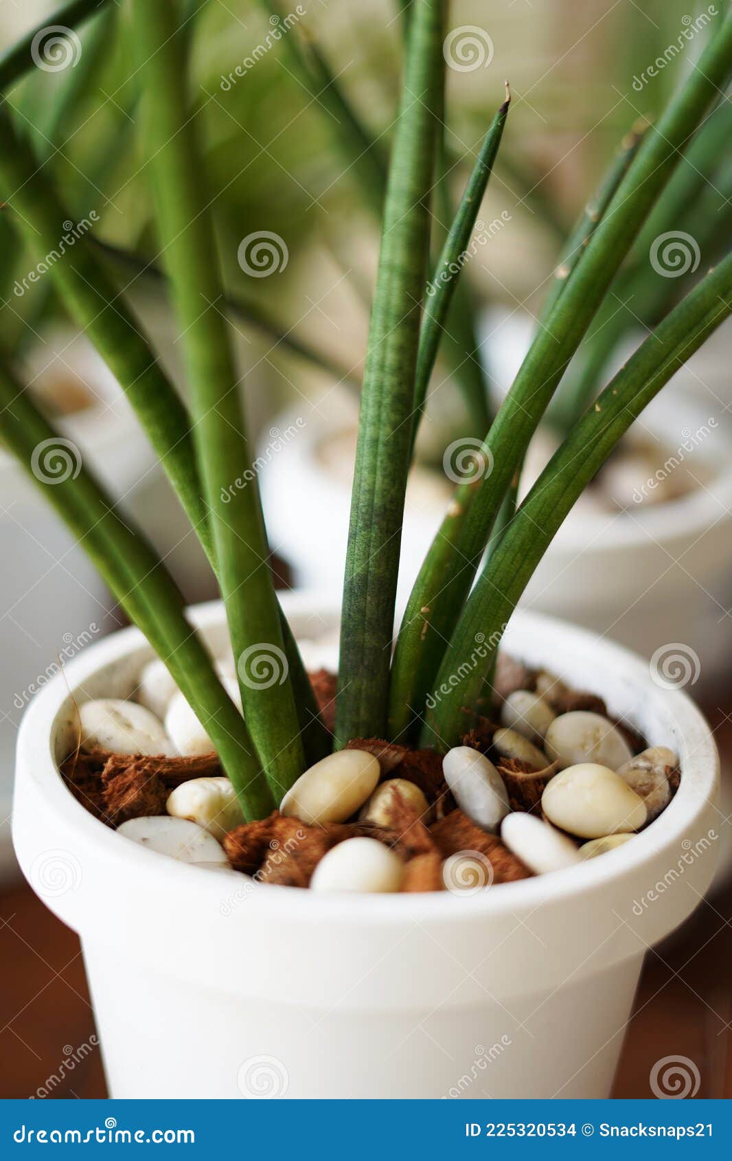 Pointy stock photo. Image of vegetable, crop, herb, flower - 225320534