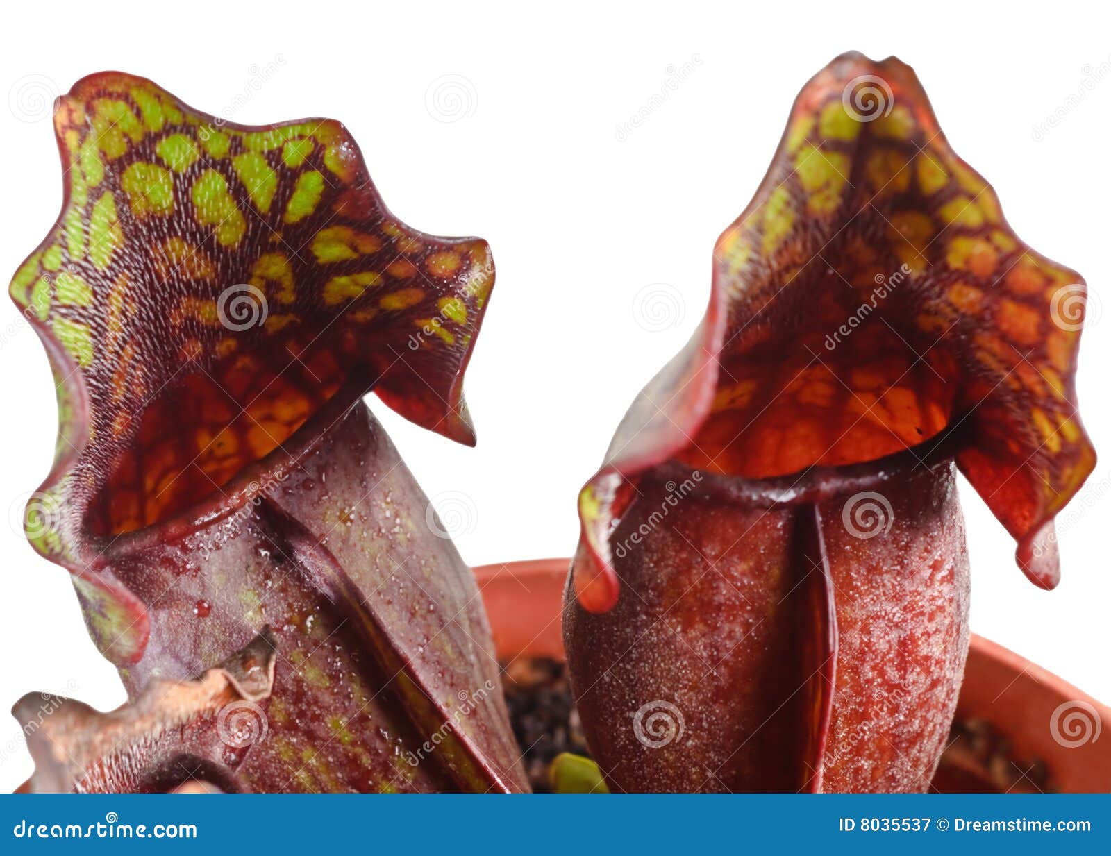 Plant predator stock image. Image of flower, orchid, ornamental - 8035537