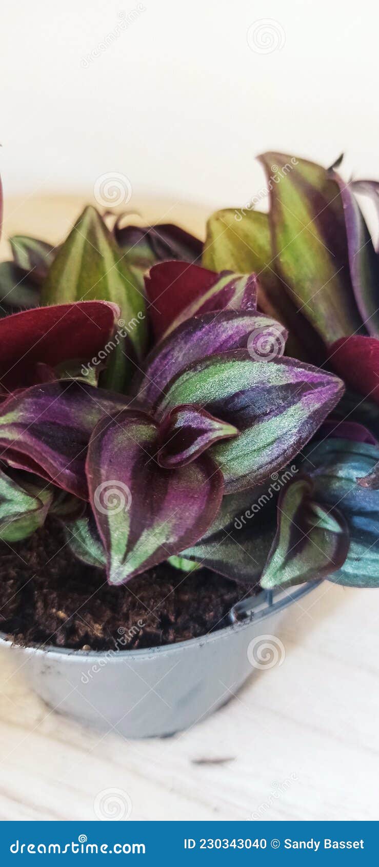 Plant with Pretty Shiny Leaf Stock Photo - Image of nofilterneeded ...