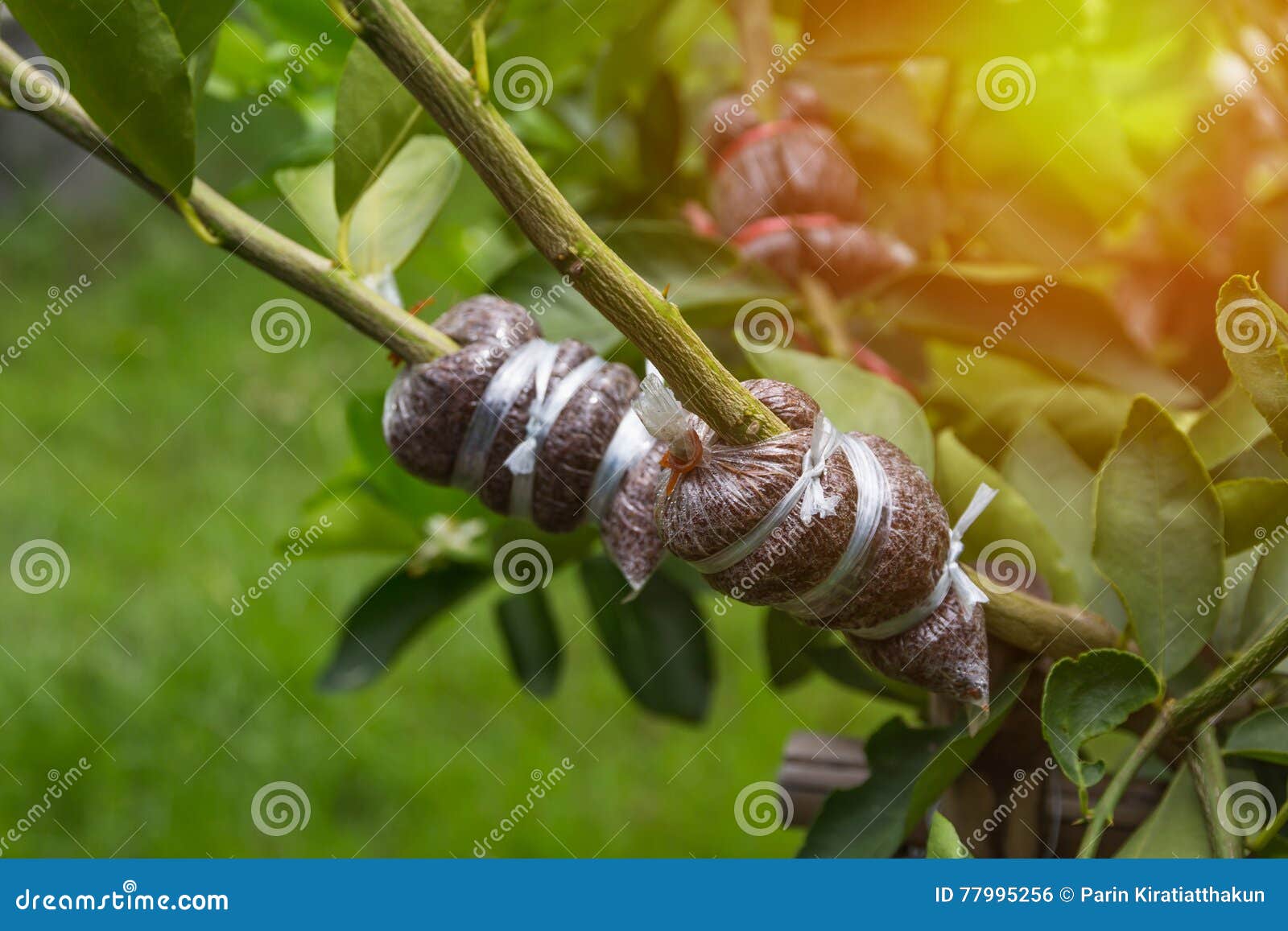 Plant Propagation Background Stock Photo - Image of lime, growth: 77995256