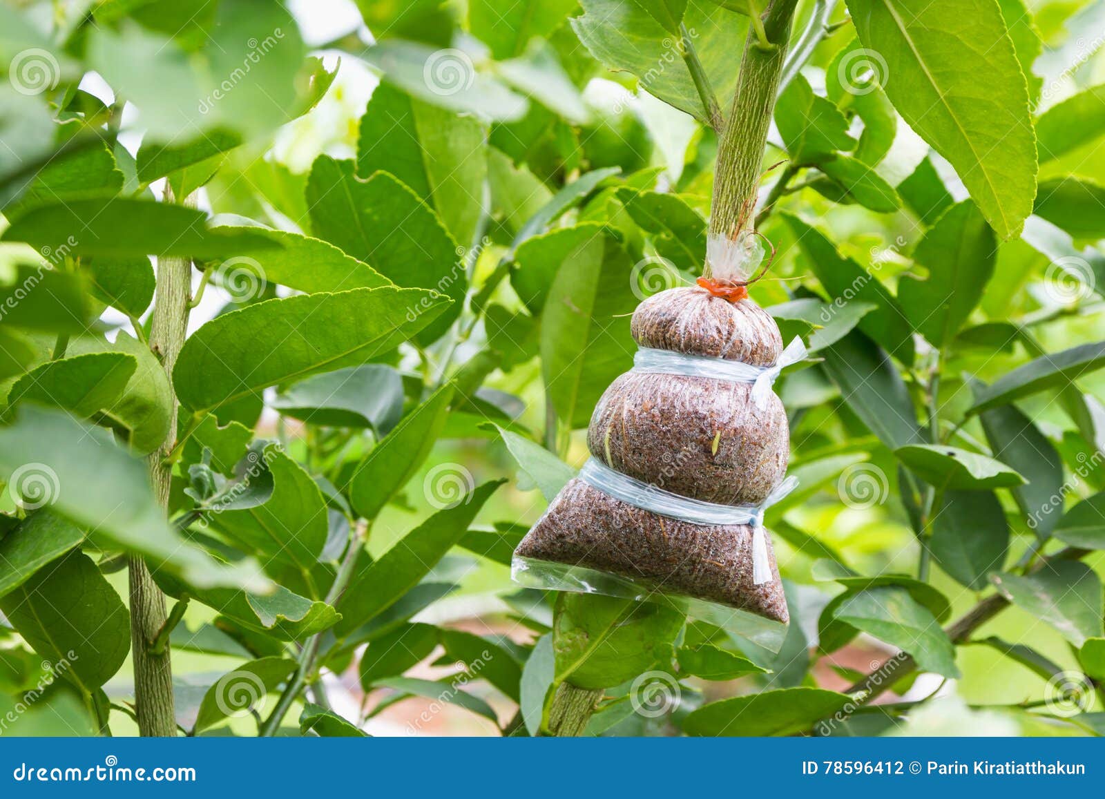 Plant Propagation Background Stock Photo - Image of branch, botany ...