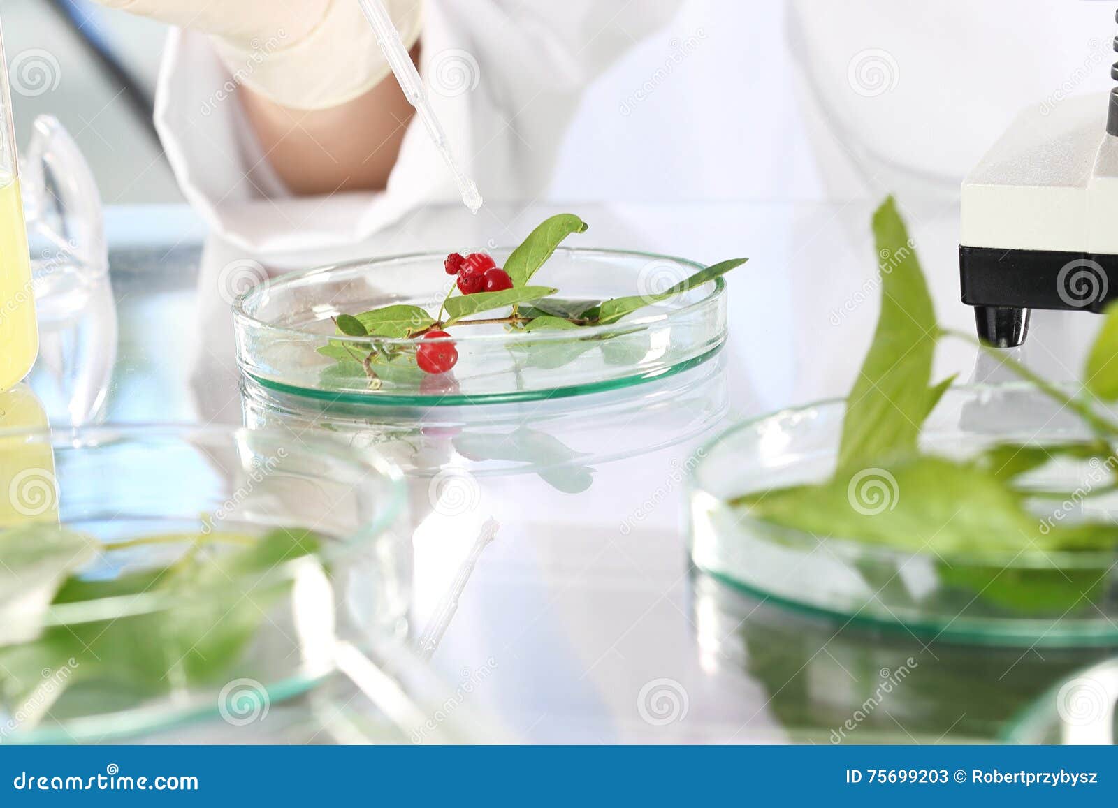 Plant propagation stock image. Image of plants, experiment - 75699203