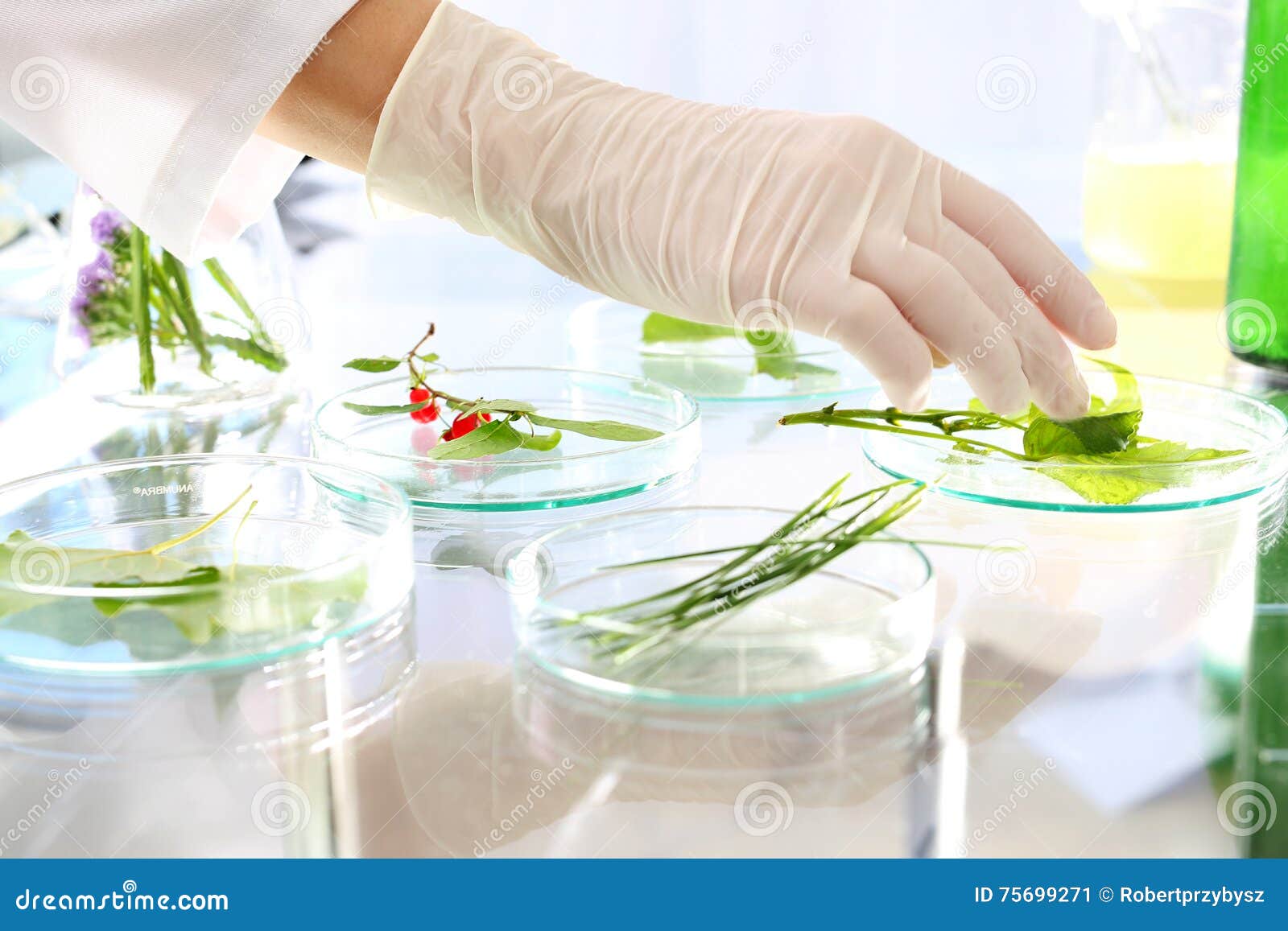 Plant propagation stock image. Image of biotechnology - 75699271