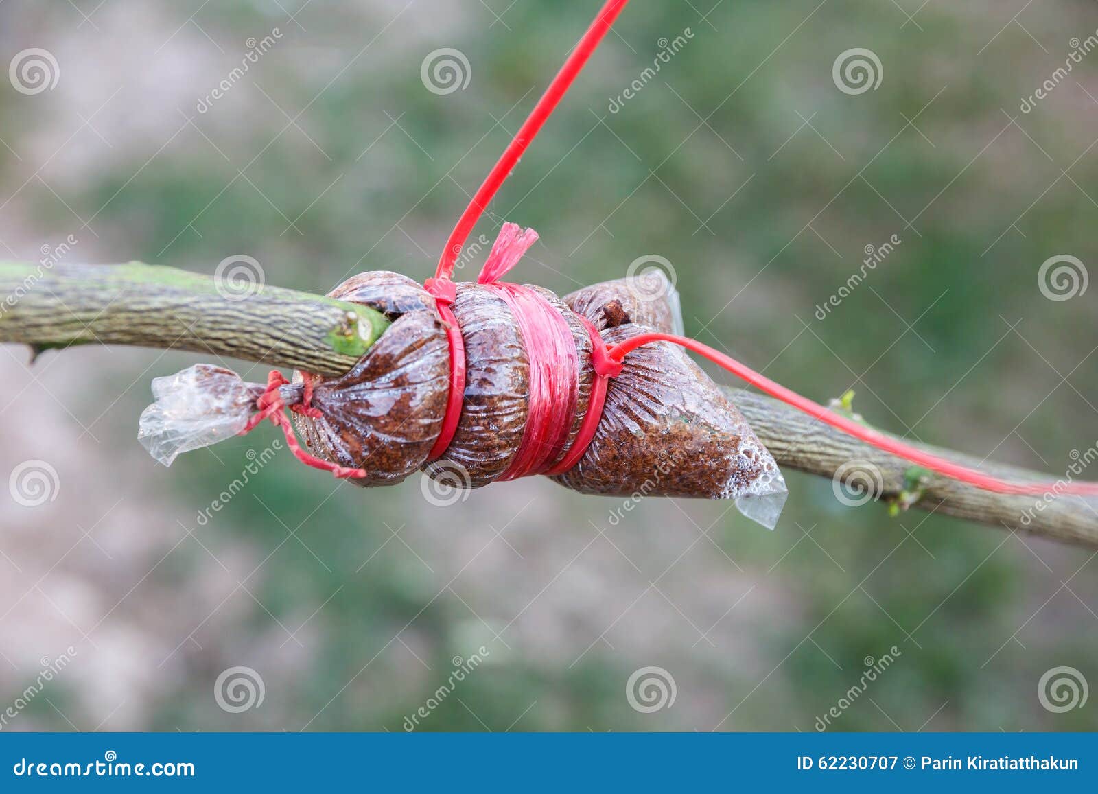 Plant Propagation stock image. Image of natural, agriculture - 62230707