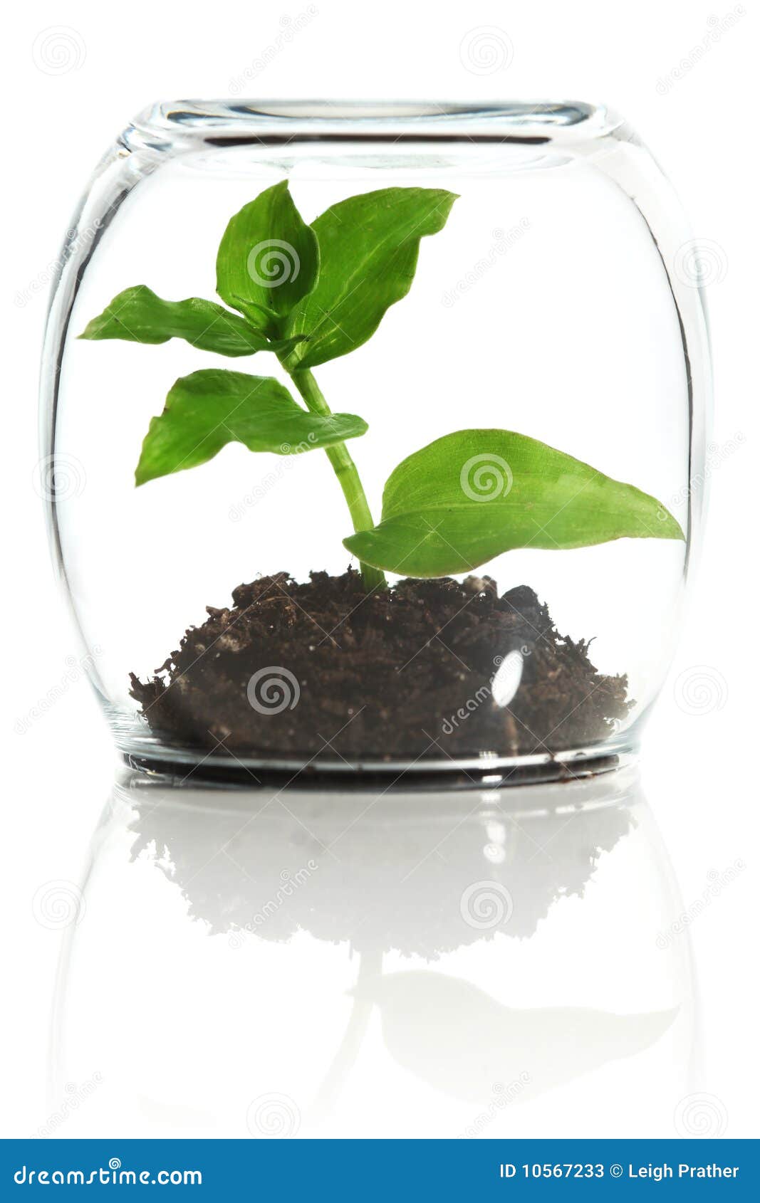 Plant protected in glass stock image. Image of isolated - 10567233