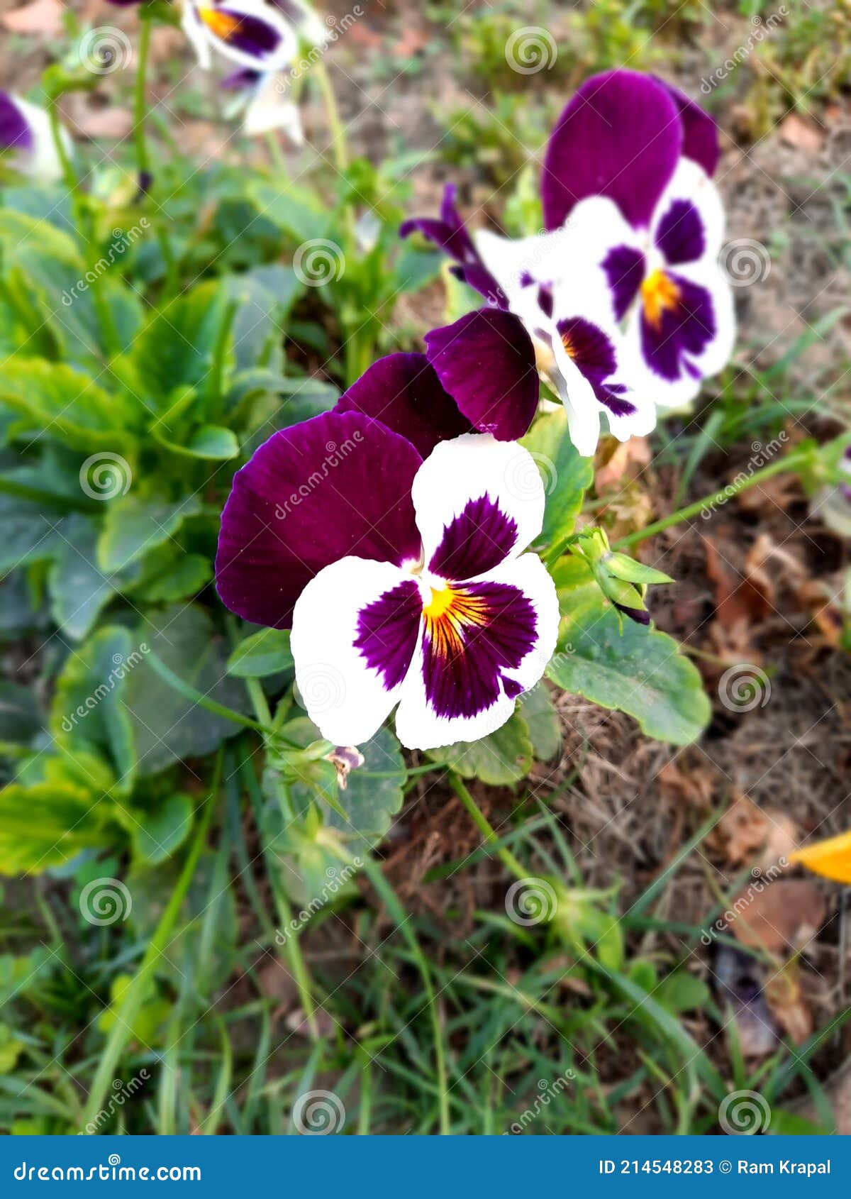 Plant purple liac stock image. Image of autumn, liack - 214548283