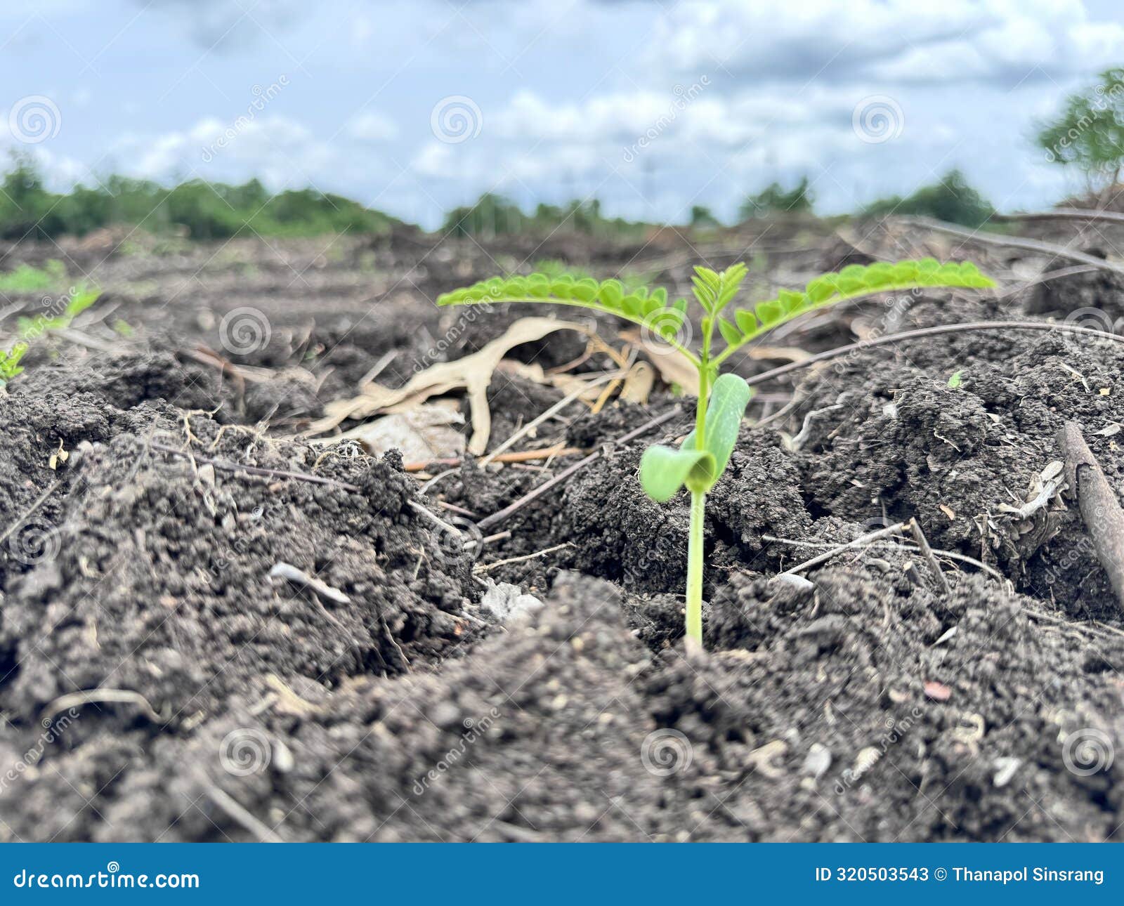 Plant pushing through soil stock image. Image of herbal - 320503543