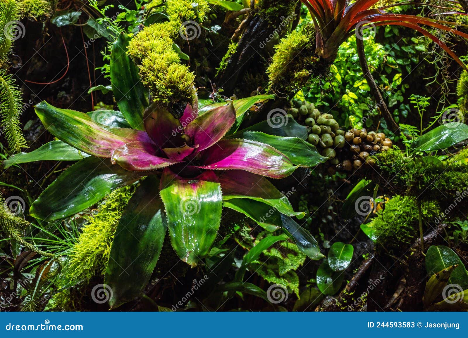 Plant of rainforest stock image. Image of rain, space - 244593583