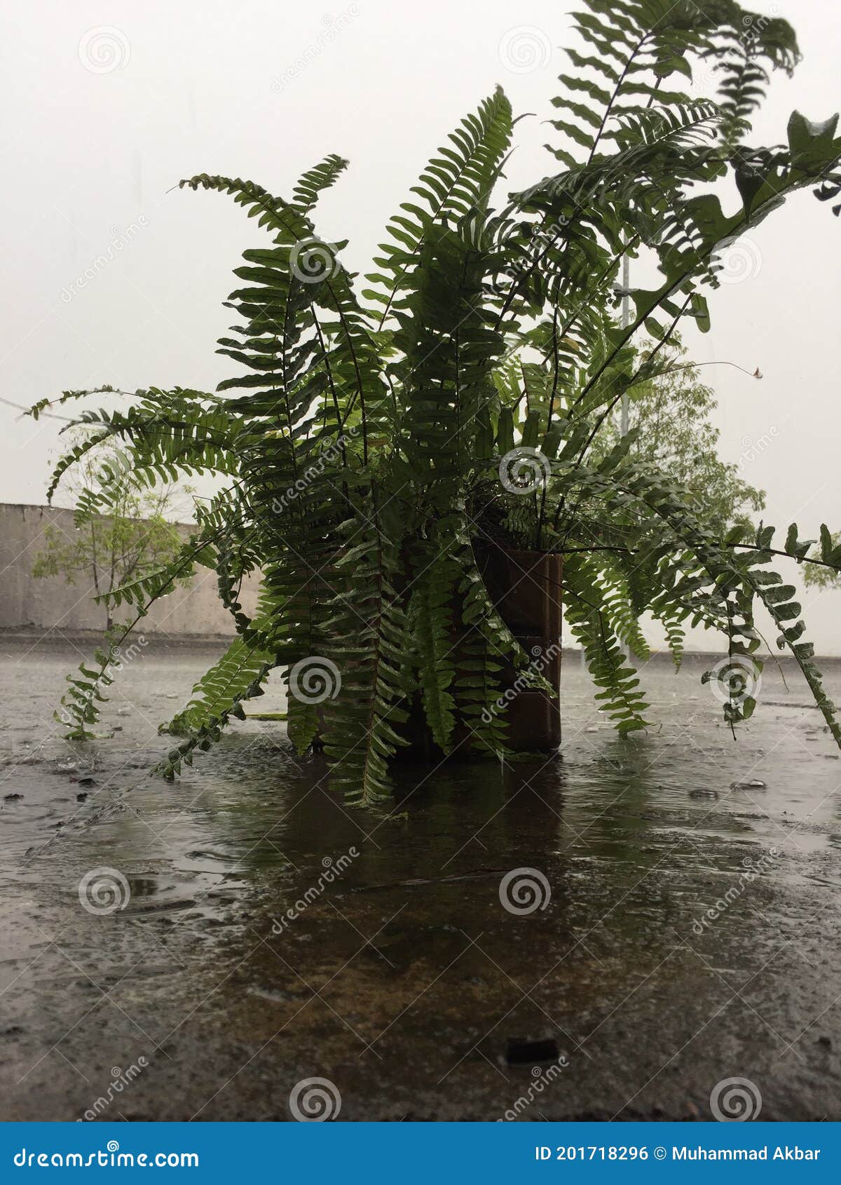 Plant on rainy day stock photo. Image of showering, rainy - 201718296