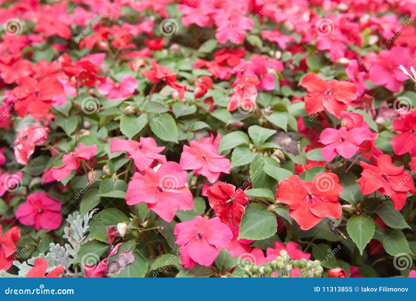 Plant of red flowers stock image. Image of fleur, nature - 11313855