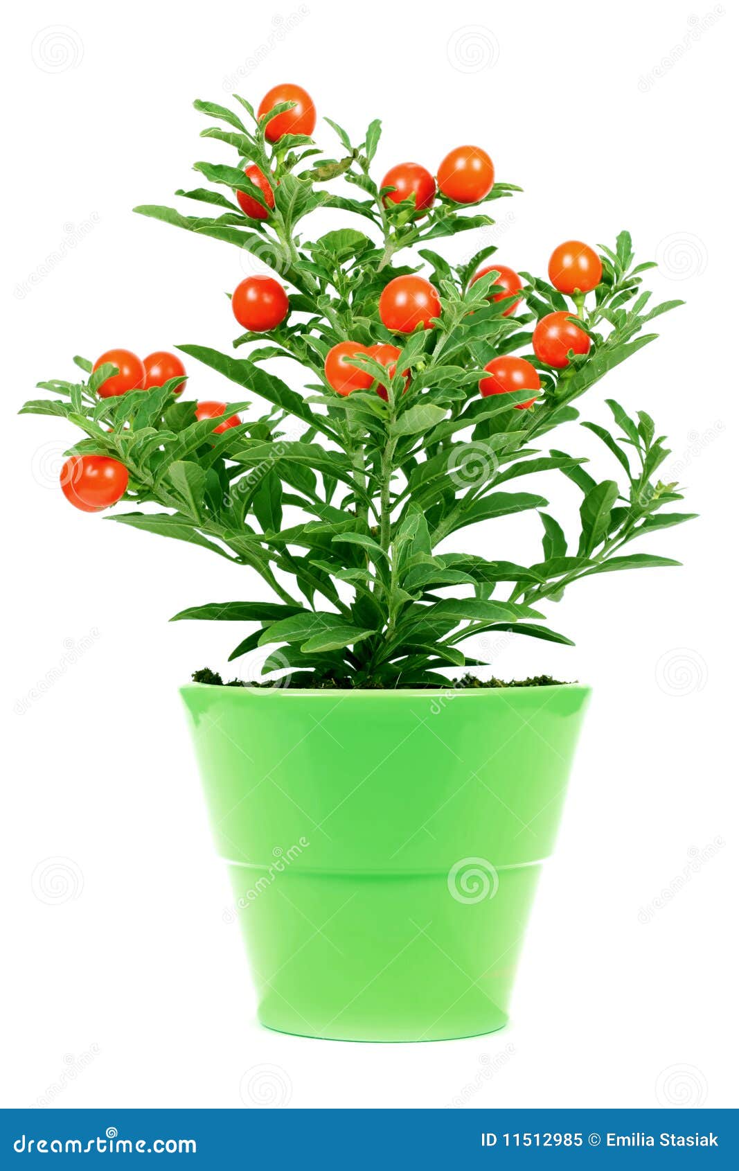 Plant with red fruit stock image. Image of growing, berries - 11512985
