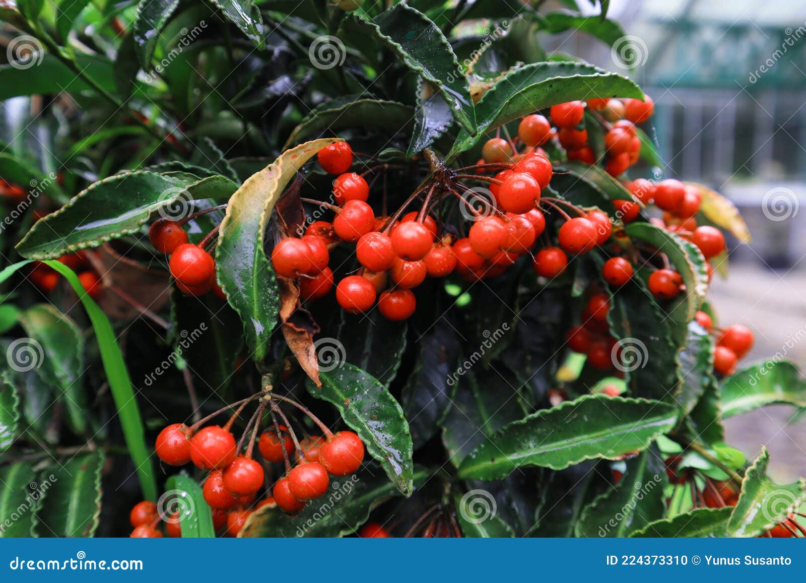 A Plant with Red Fruit in a Garden Stock Photo - Image of fruit, fruity ...