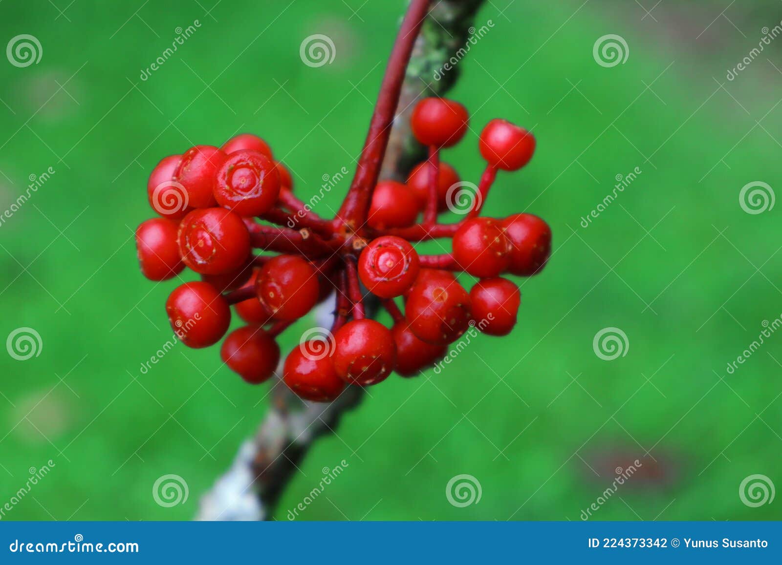 A Plant with Red Fruit in a Garden Stock Photo - Image of desert ...