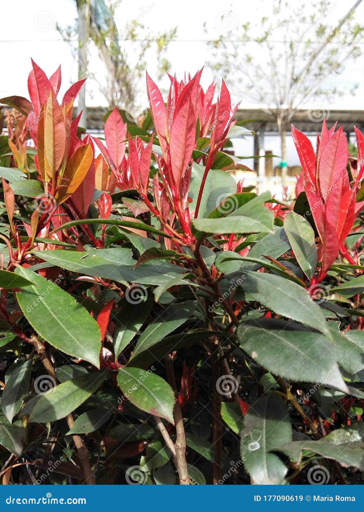 Plant with red leaves stock image. Image of botany, freshness - 177090619