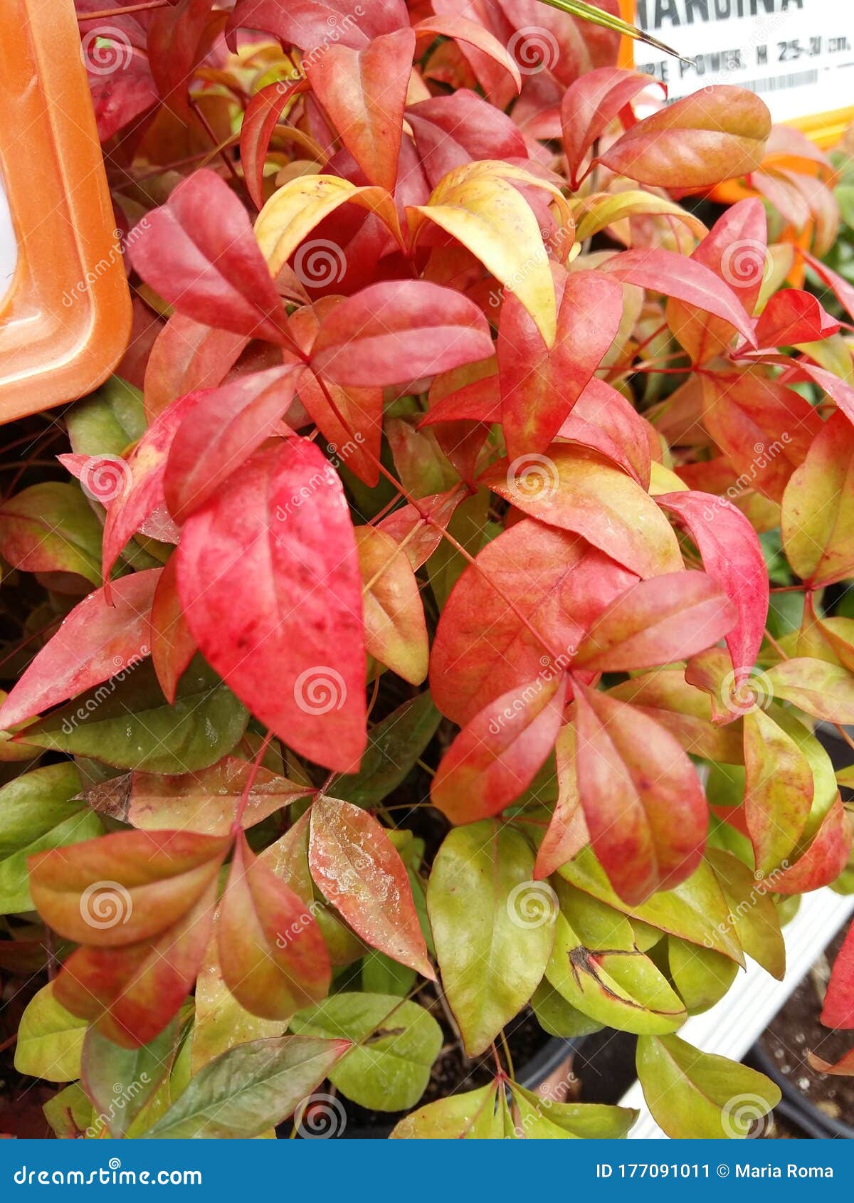 Plant with red leaves stock image. Image of bright, growth - 177091011