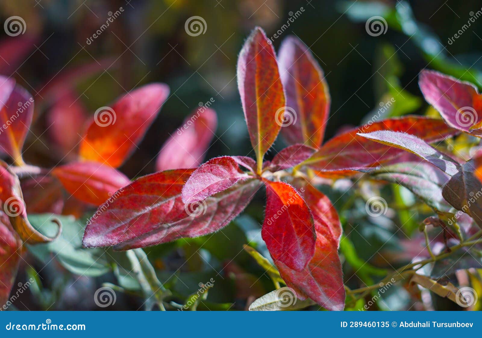 A plant with red leaves stock image. Image of green - 289460135