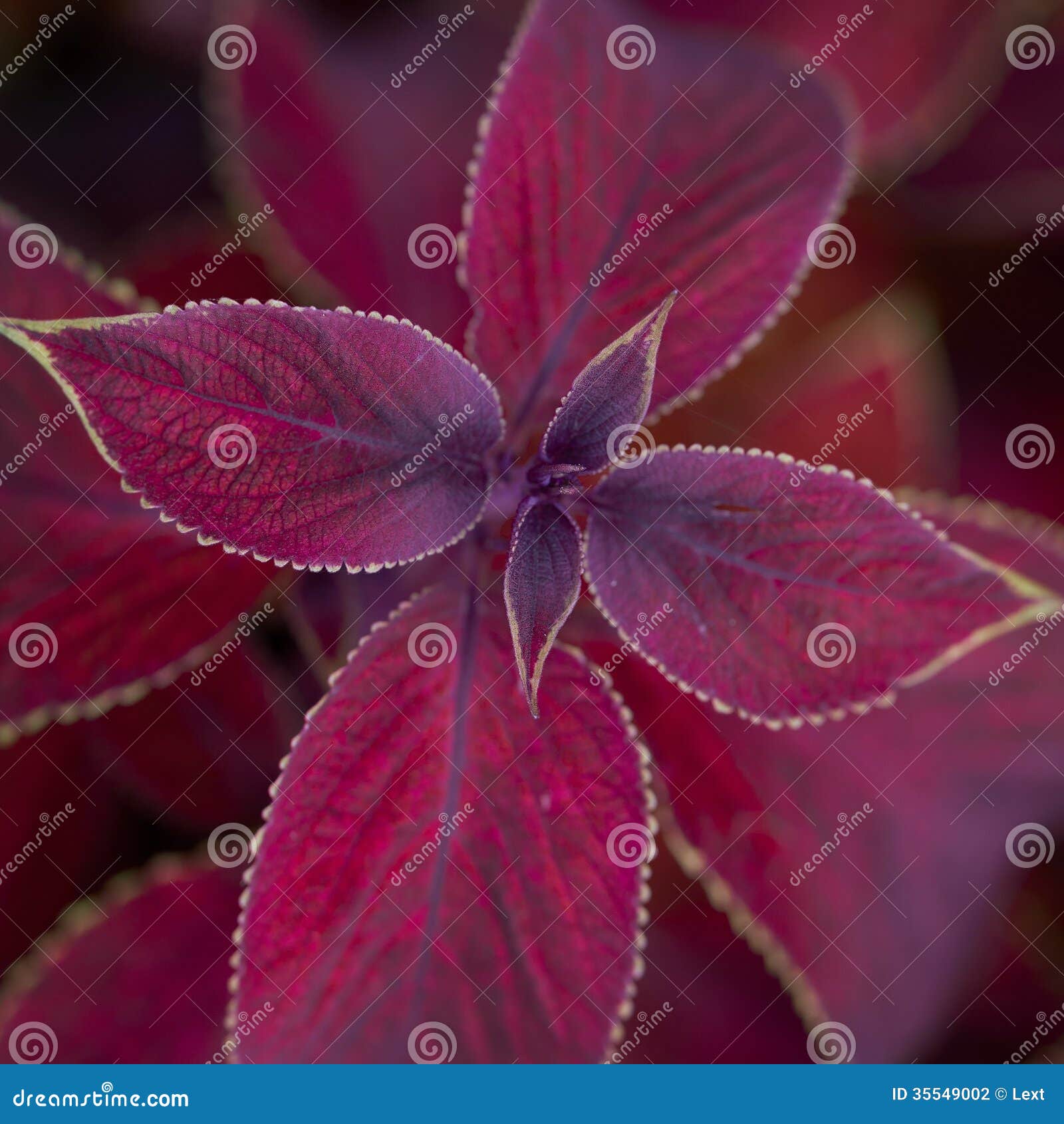 Plant with red leaves stock photo. Image of park, autumn - 35549002