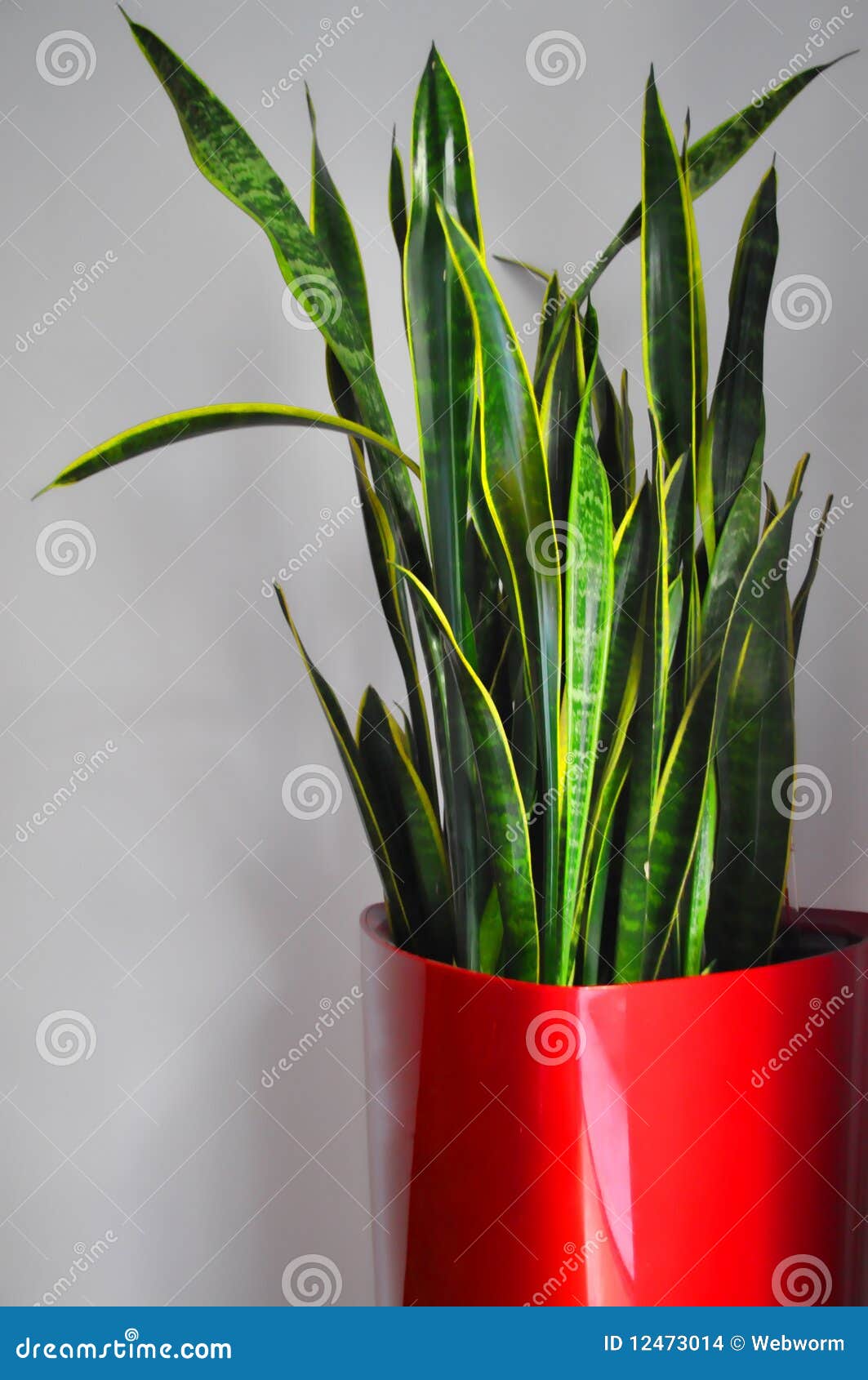 Plant in a red pot stock photo. Image of plant, indoors - 12473014