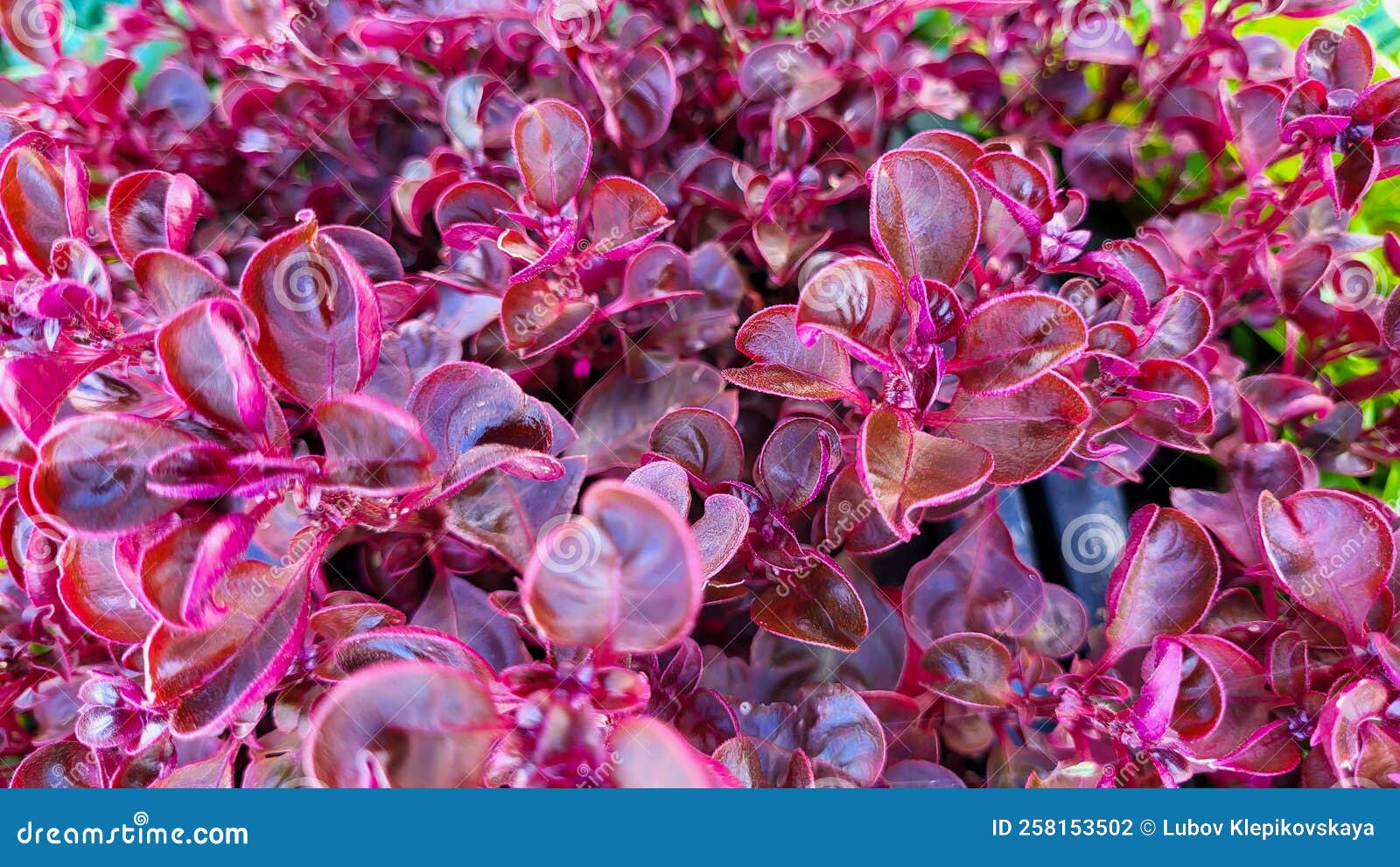 The Plant is Red, Sprouts in the Garden on a Flower Bed Stock Photo ...