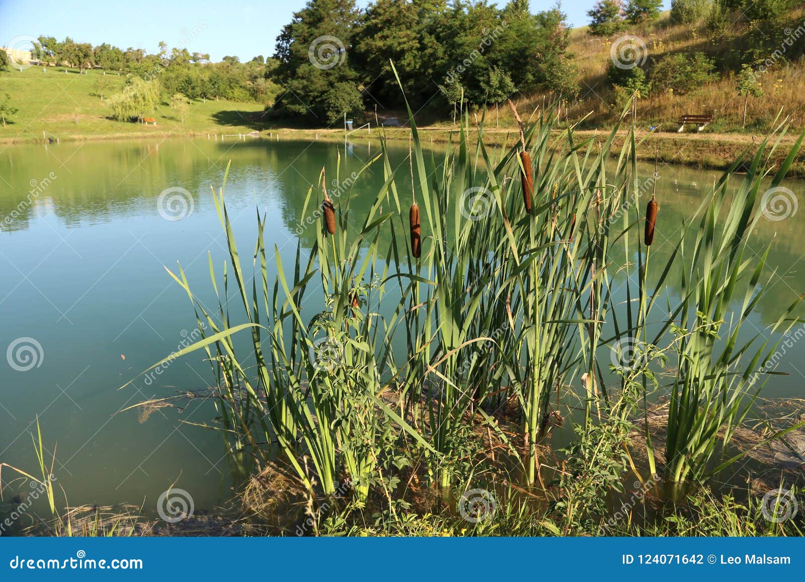 Reeds grow on the lake stock photo. Image of flora, summer - 124071642