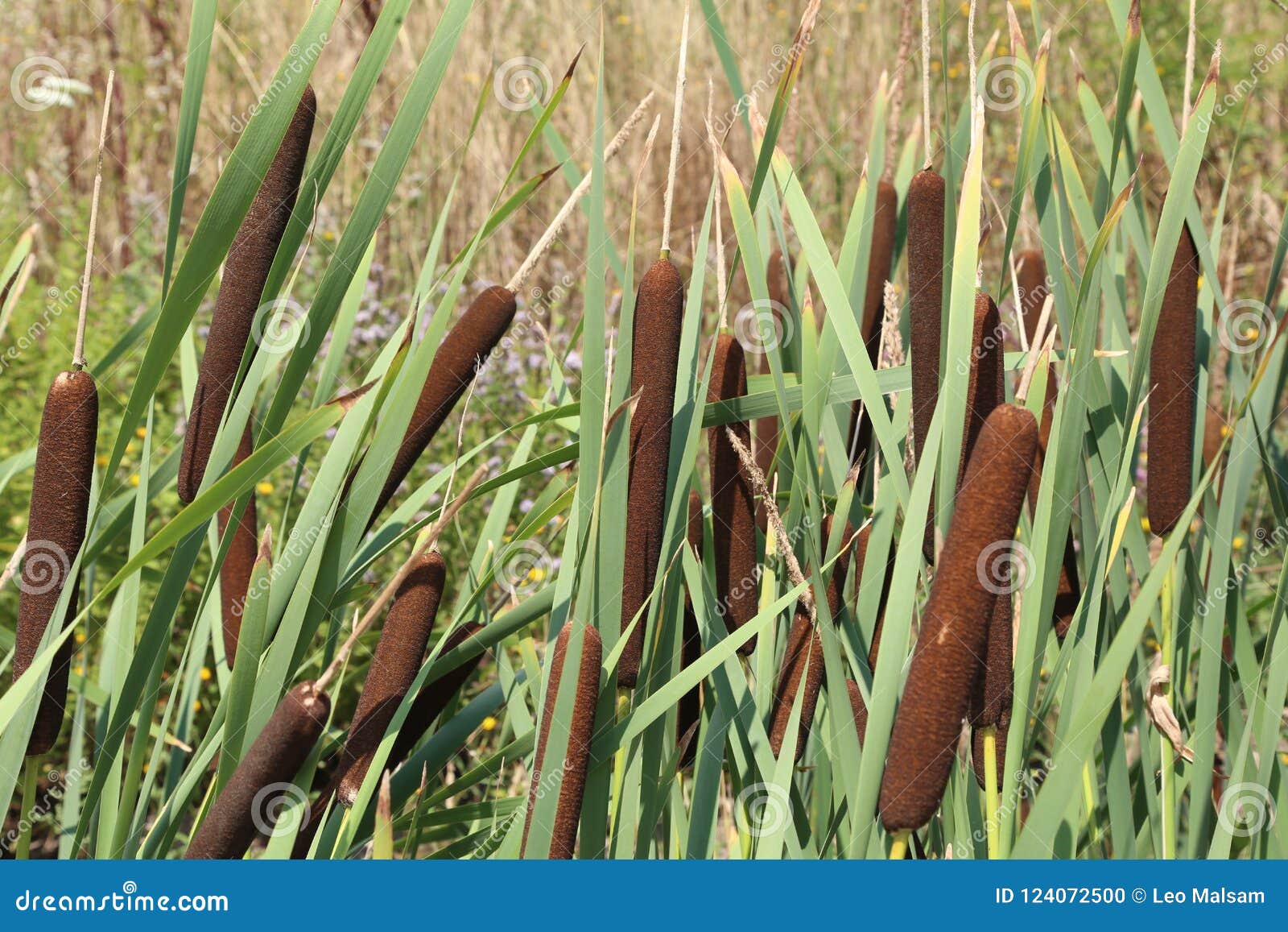 Reeds grow on the lake stock photo. Image of flora, nature - 124072500