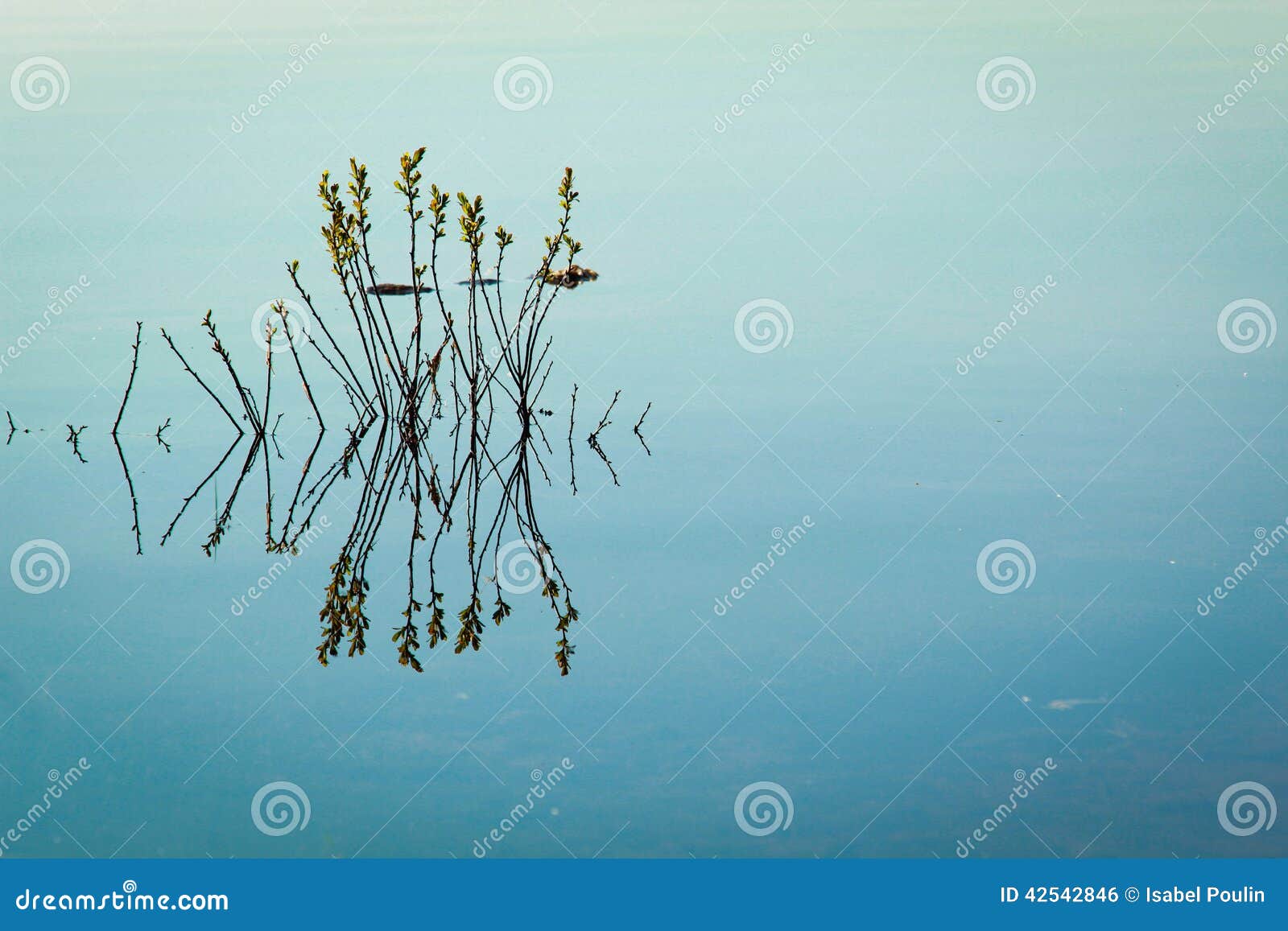 Plant reflection stock photo. Image of blue, poetic, lake - 42542846