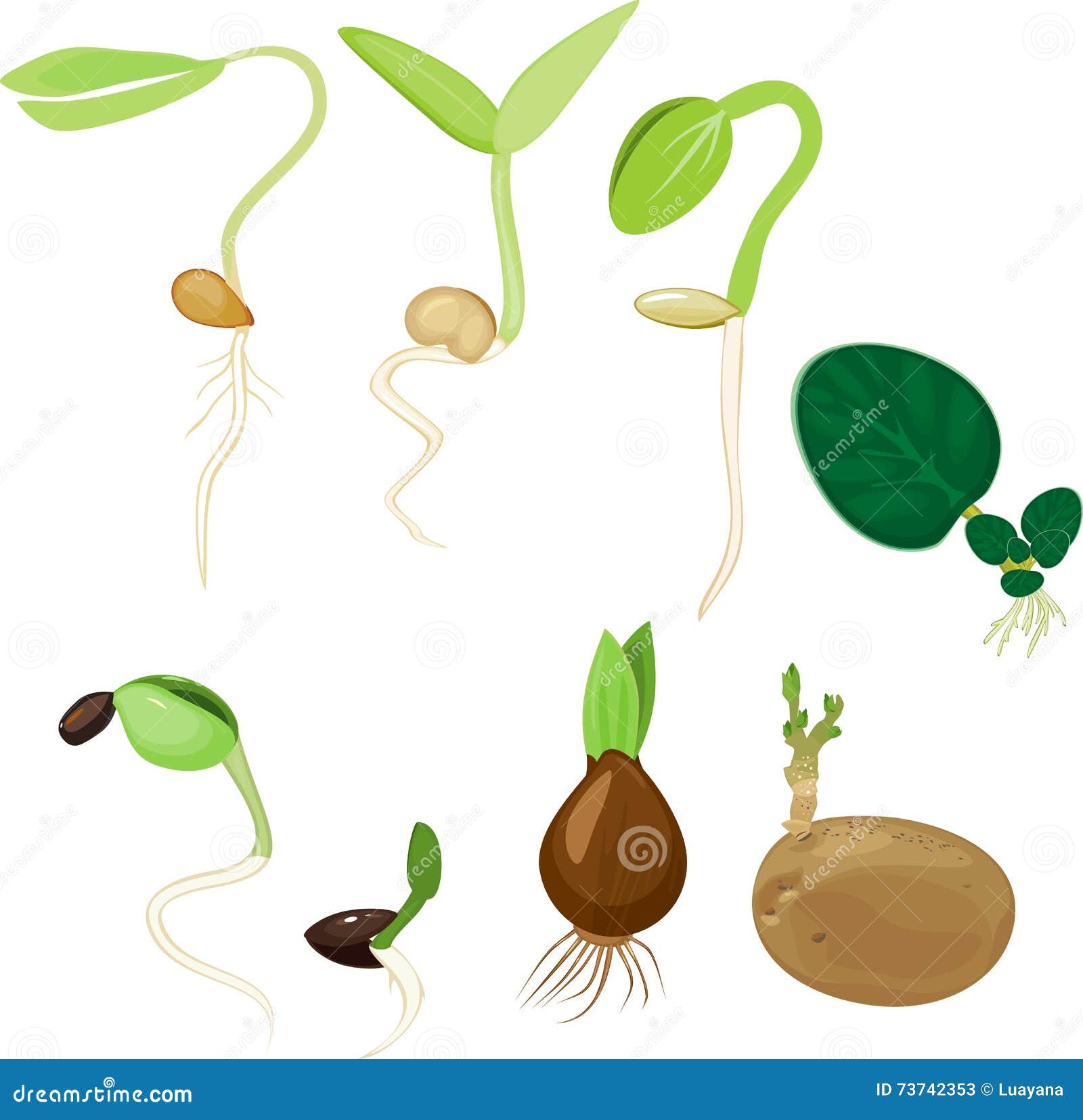 Plant Reproduction Or Propagation Set Vector Illustration ...