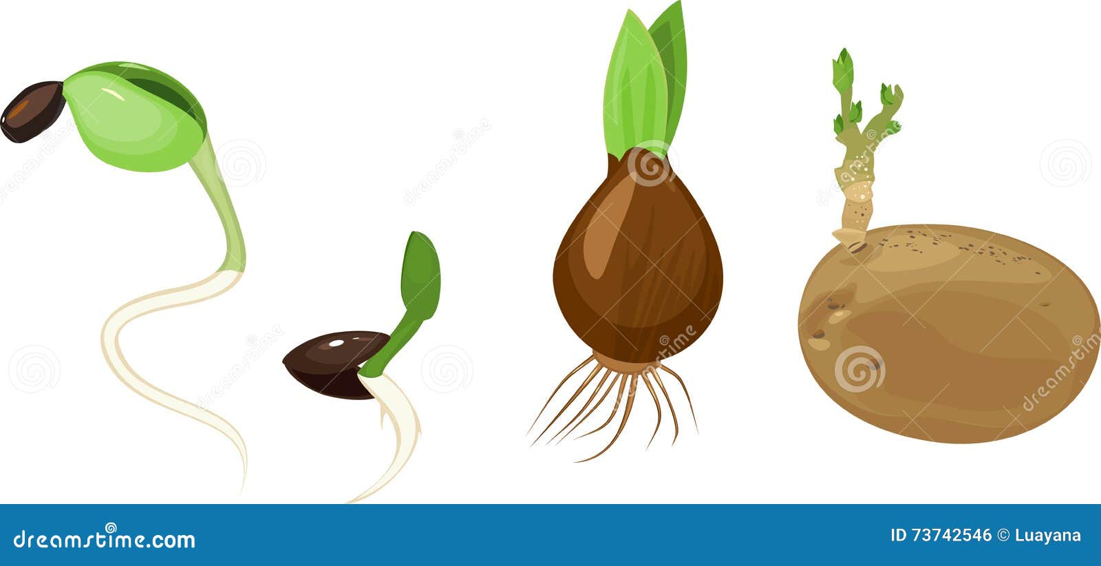 Plant reproduction set stock vector. Illustration of production - 73742546