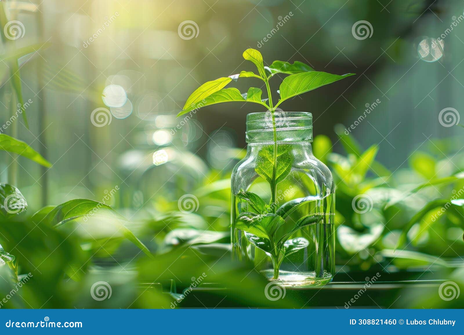 Plant Research, Green Plant in a Glass Jar in a Laboratory. Ecological ...