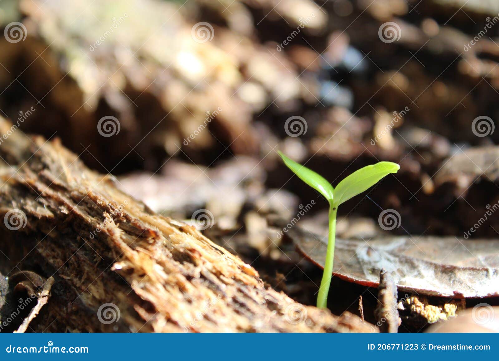 Plant Resilience Royalty-Free Stock Photo | CartoonDealer.com #206771223
