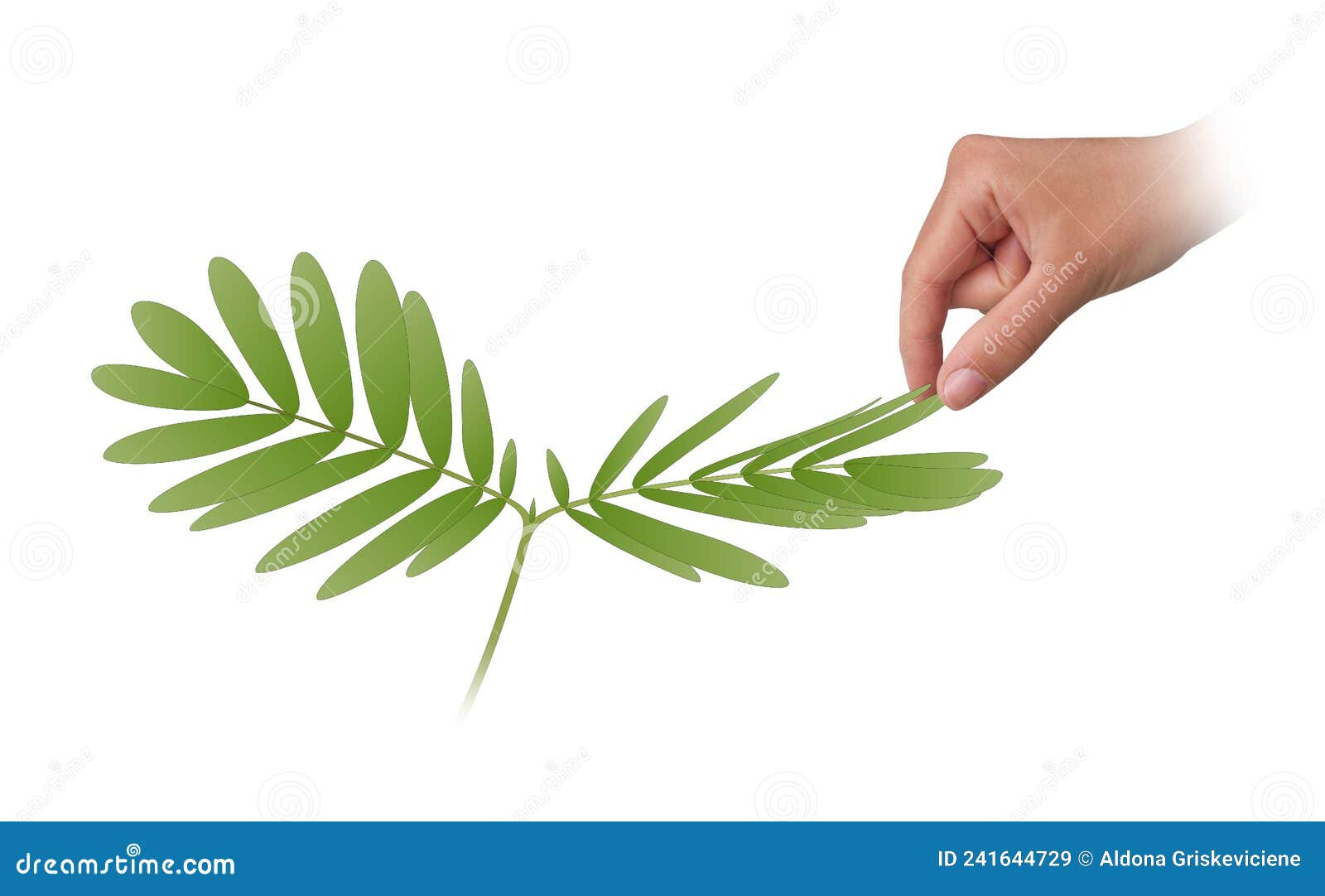 Nastic Movements_it is a Directional Movement in Plants in Response To ...