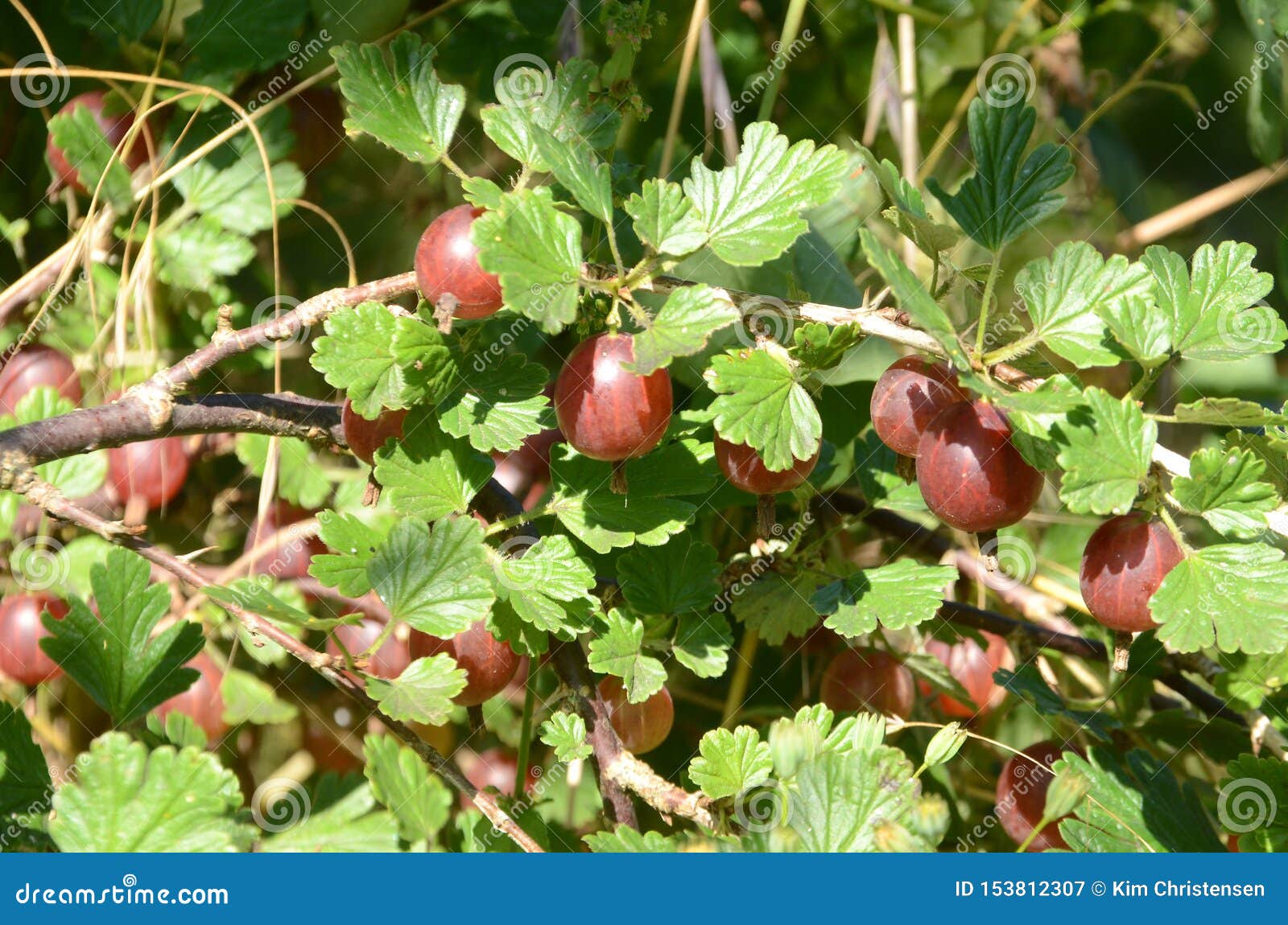 Plant with Red Gooseberry in Sunlight Stock Image - Image of nature ...