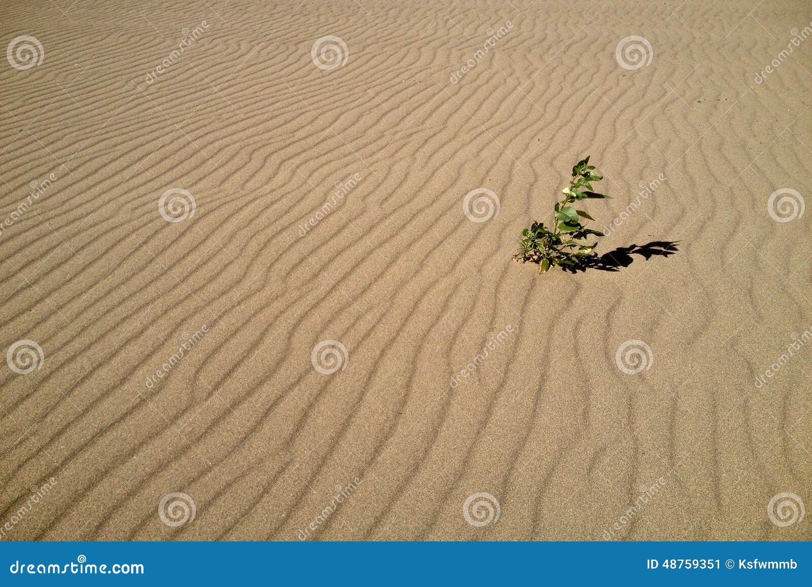 Plant in rippled sand stock image. Image of seedling - 48759351