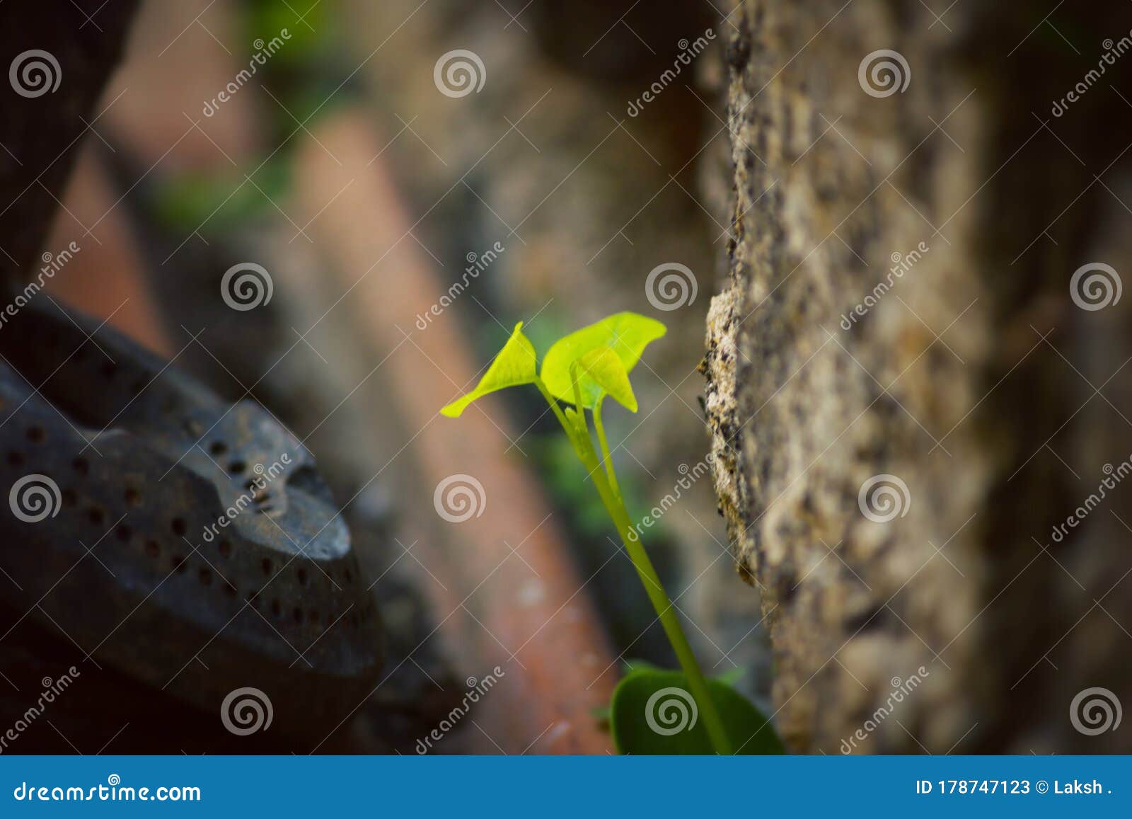 Plant rising from the rock stock image. Image of grass - 178747123
