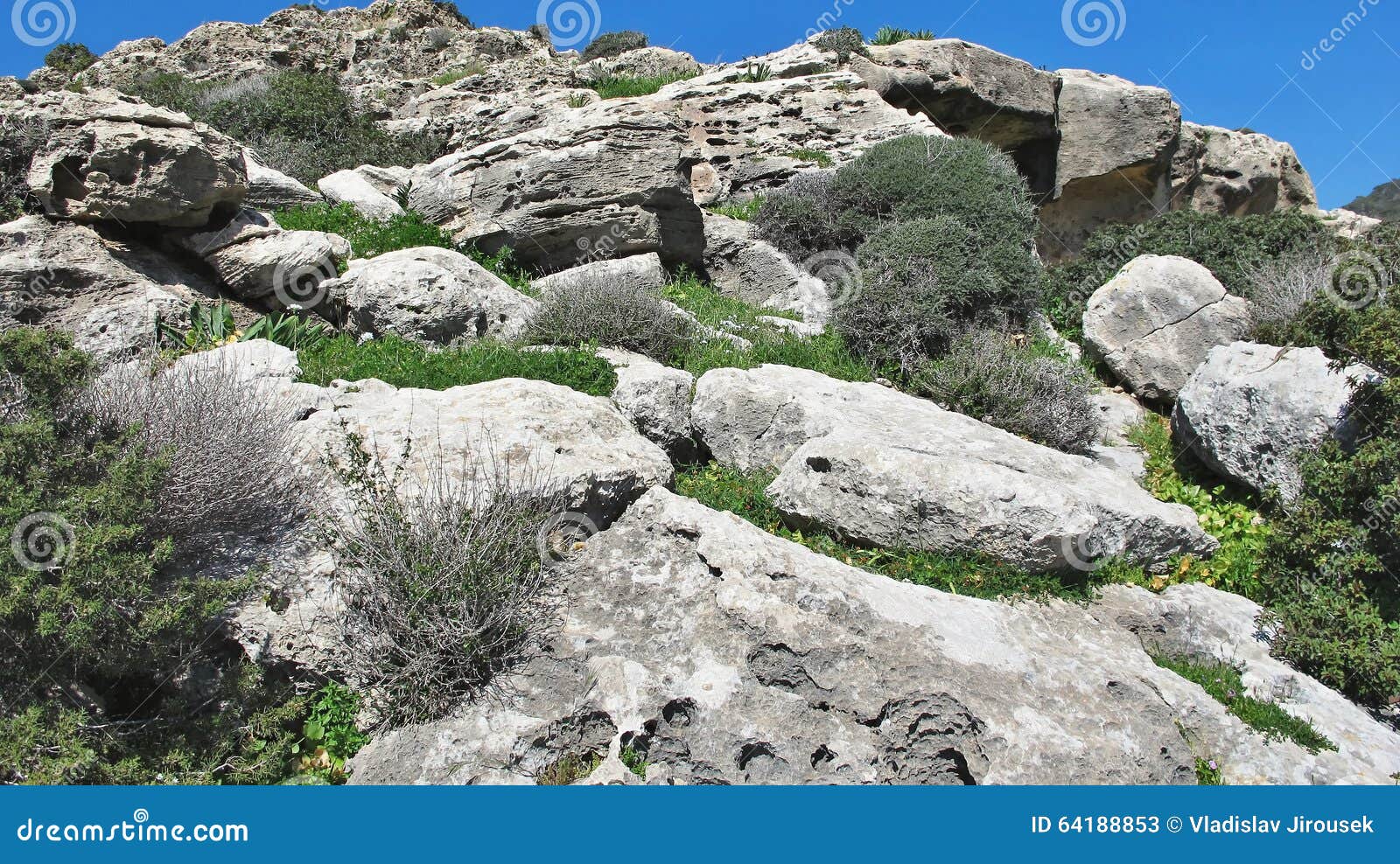 Plant in a Rock Cavity, Spring Cyprus Stock Image - Image of plant ...