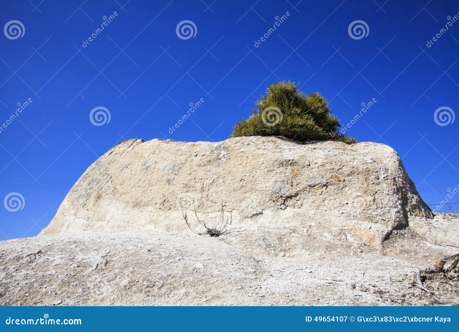 The plant on the rock stock image. Image of rock, rural - 49654107