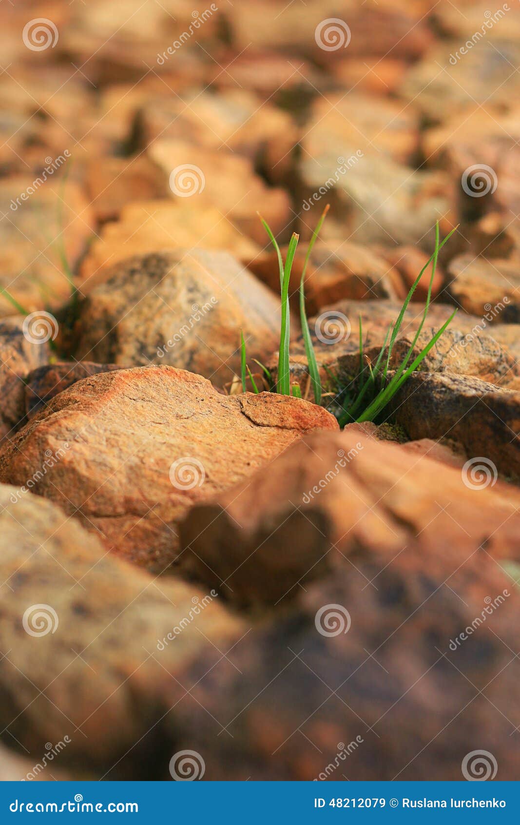 Plant in the rocks stock image. Image of greatness, miracle - 48212079