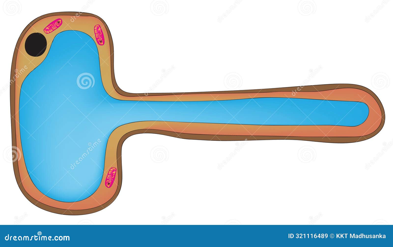 Plant root cell diagram stock vector. Illustration of system - 321116489