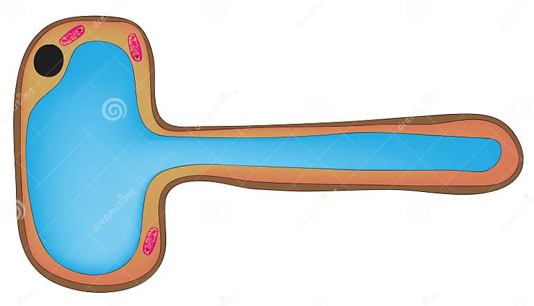 Plant root cell diagram stock vector. Illustration of system - 321116489