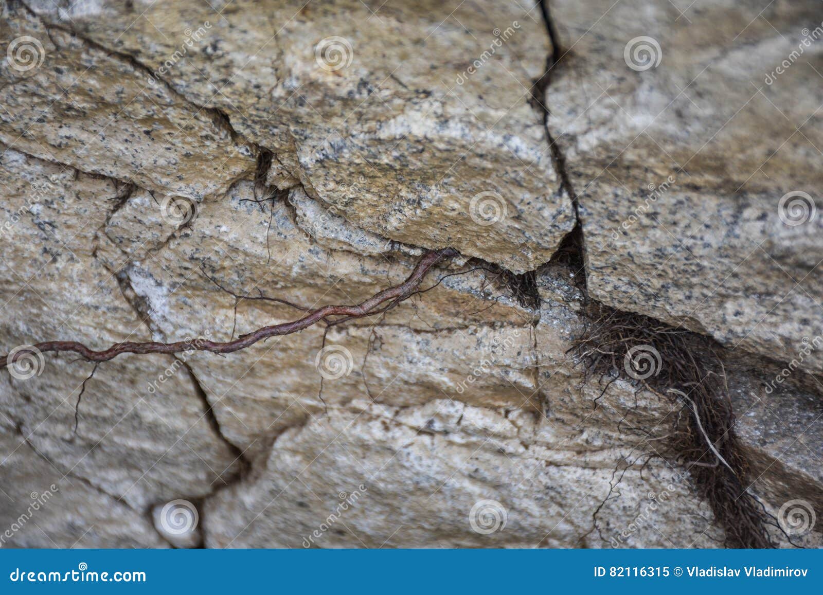 Plant Root Growing through the Cracks of a Rock Stock Image - Image of ...
