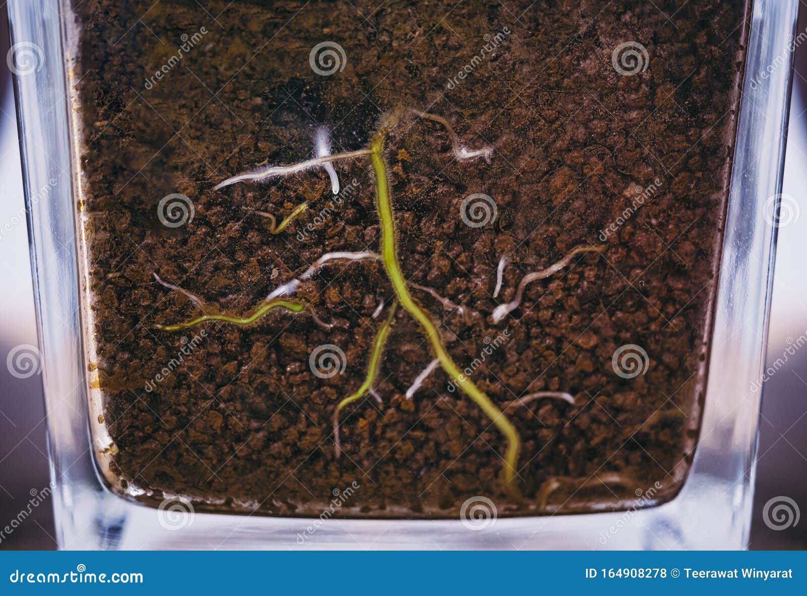 Plant Root Growing Seed in Soil Cross Section Underground Nature Stock ...