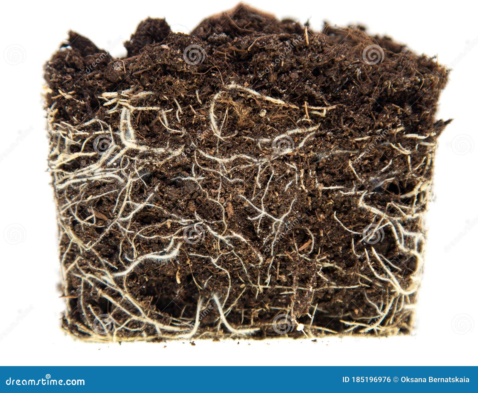 Plant Root System As Background Stock Photo - Image of thin, earth ...
